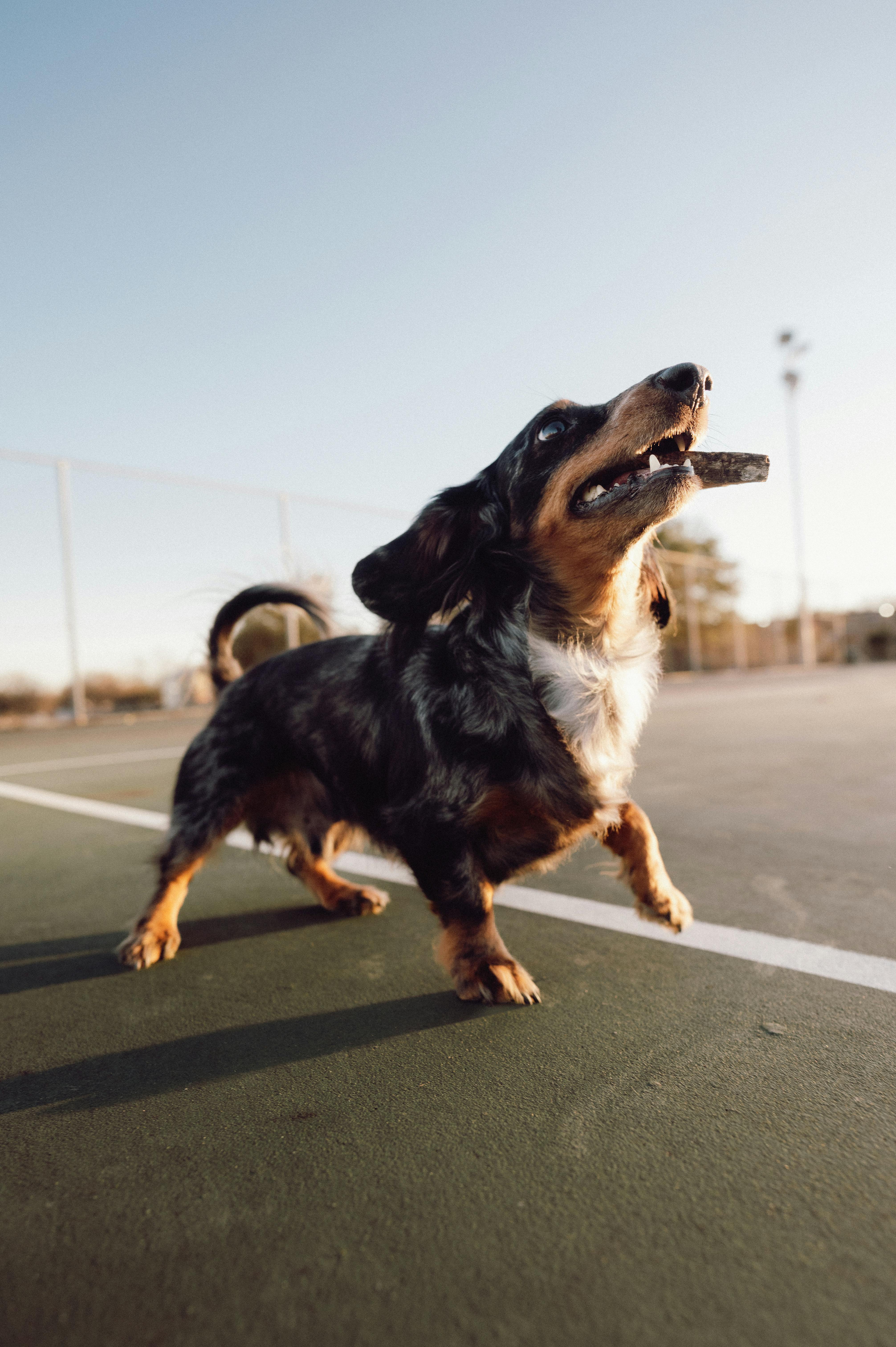 Black Small Dog Looking Above the Sky · Free Stock Photo