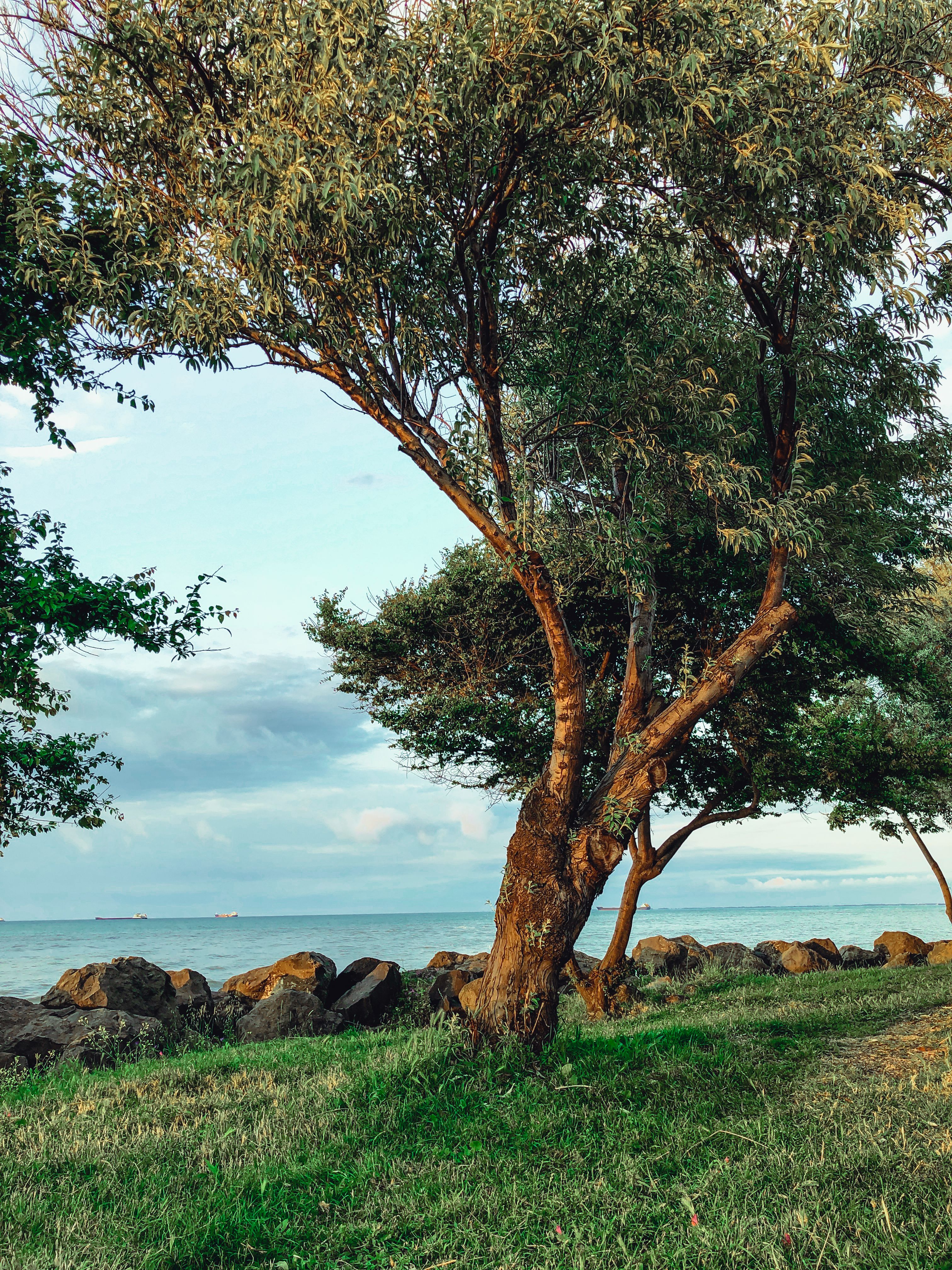 White Tree Beside Seashore Photo · Free Stock Photo