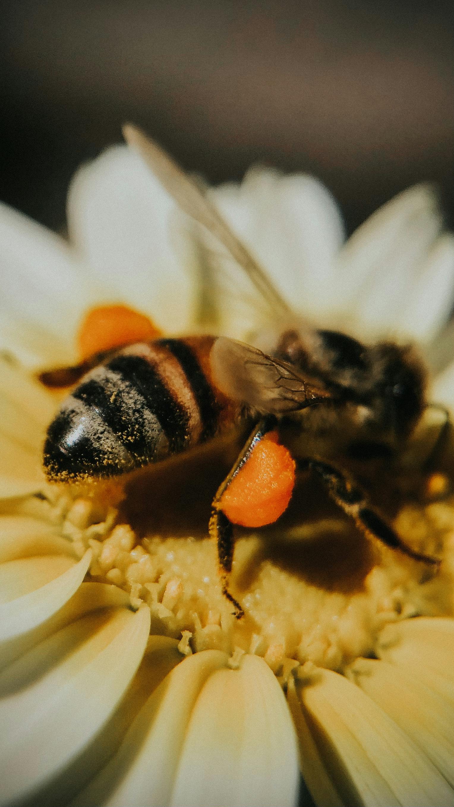 Bee in Small, Wooden Birdhouse · Free Stock Photo