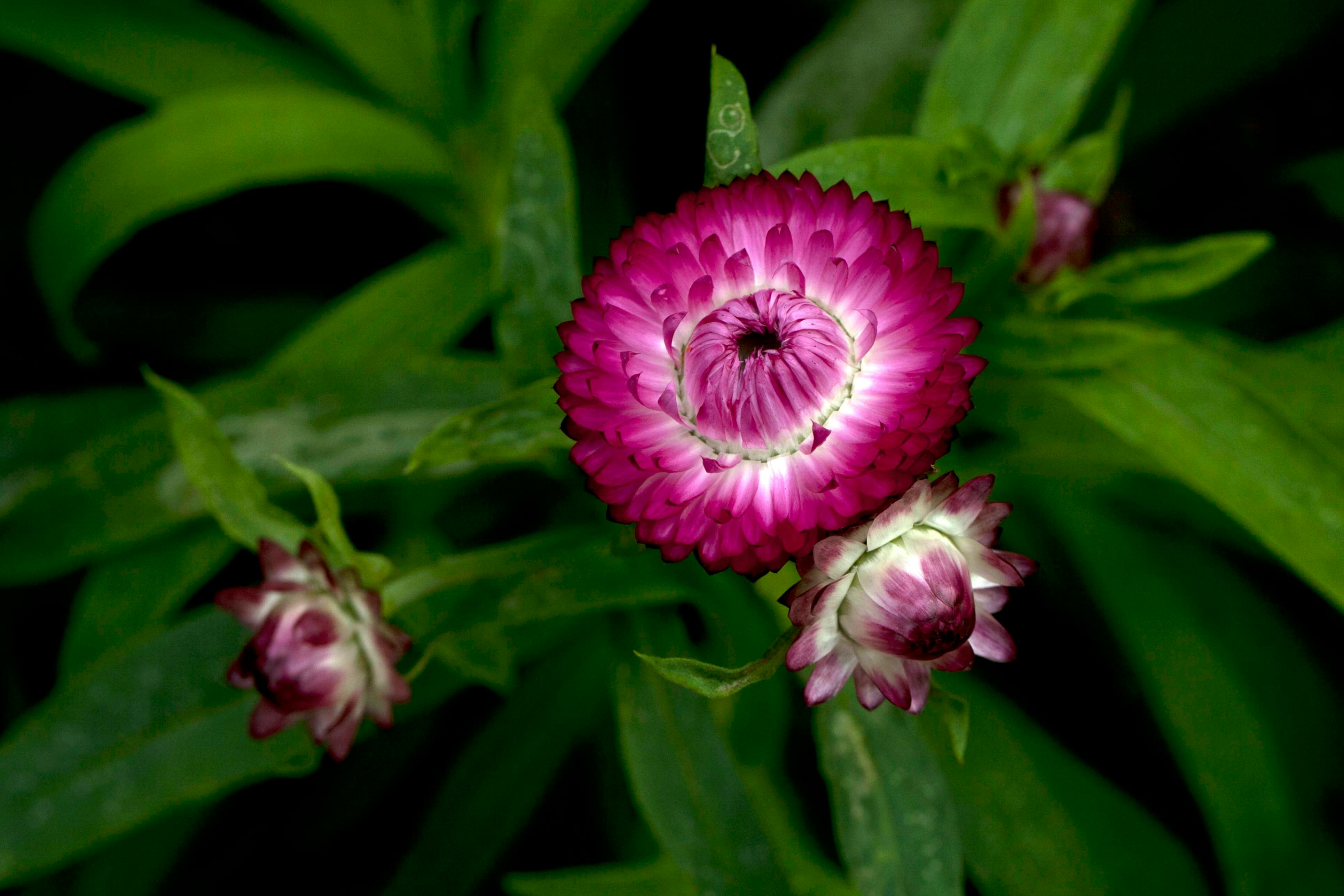 Close-Up Shot of Pink Everlasting Flowers · Free Stock Photo