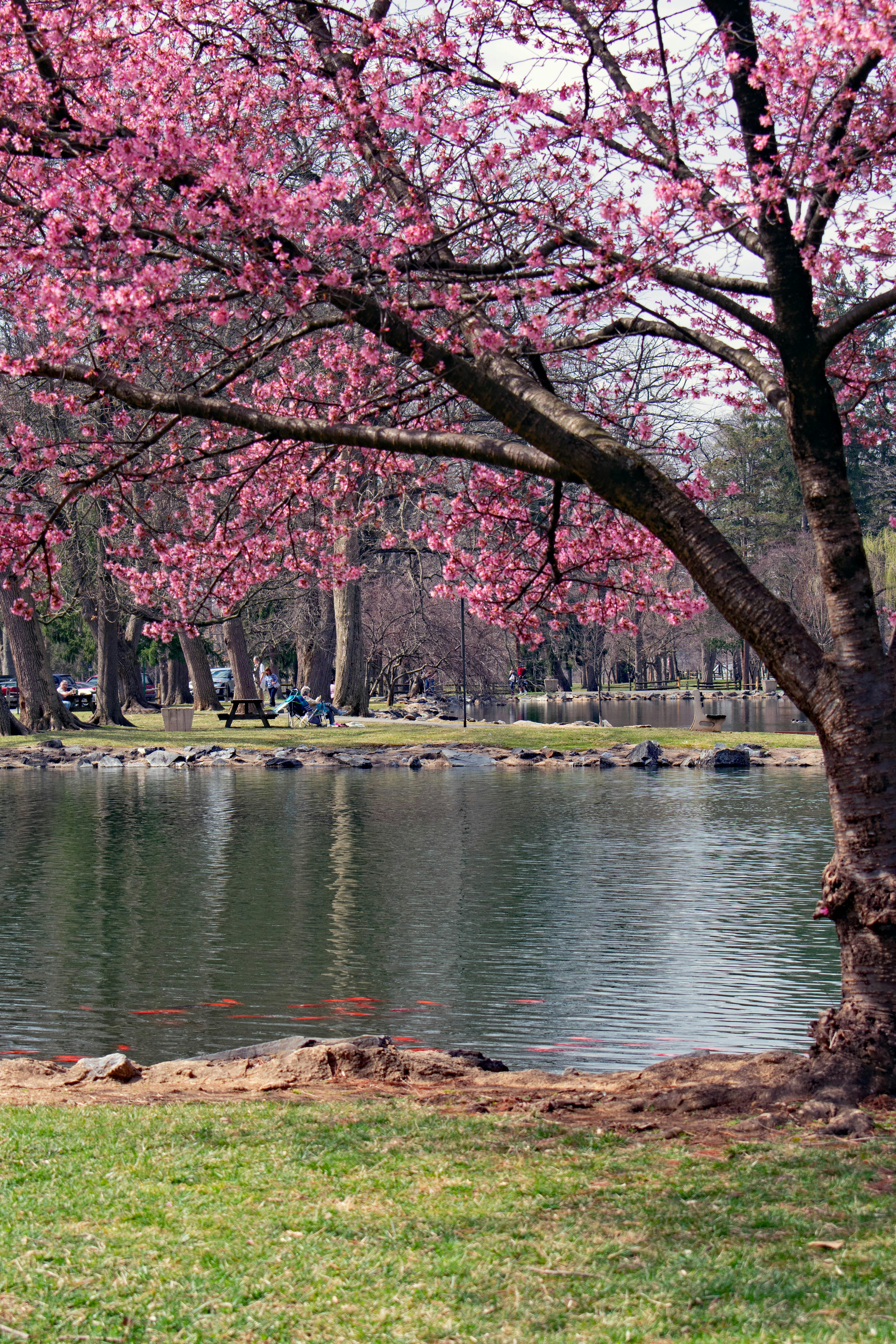 247,433+ Best Free Flowering trees Stock Photos & Images · 100% Royalty ...