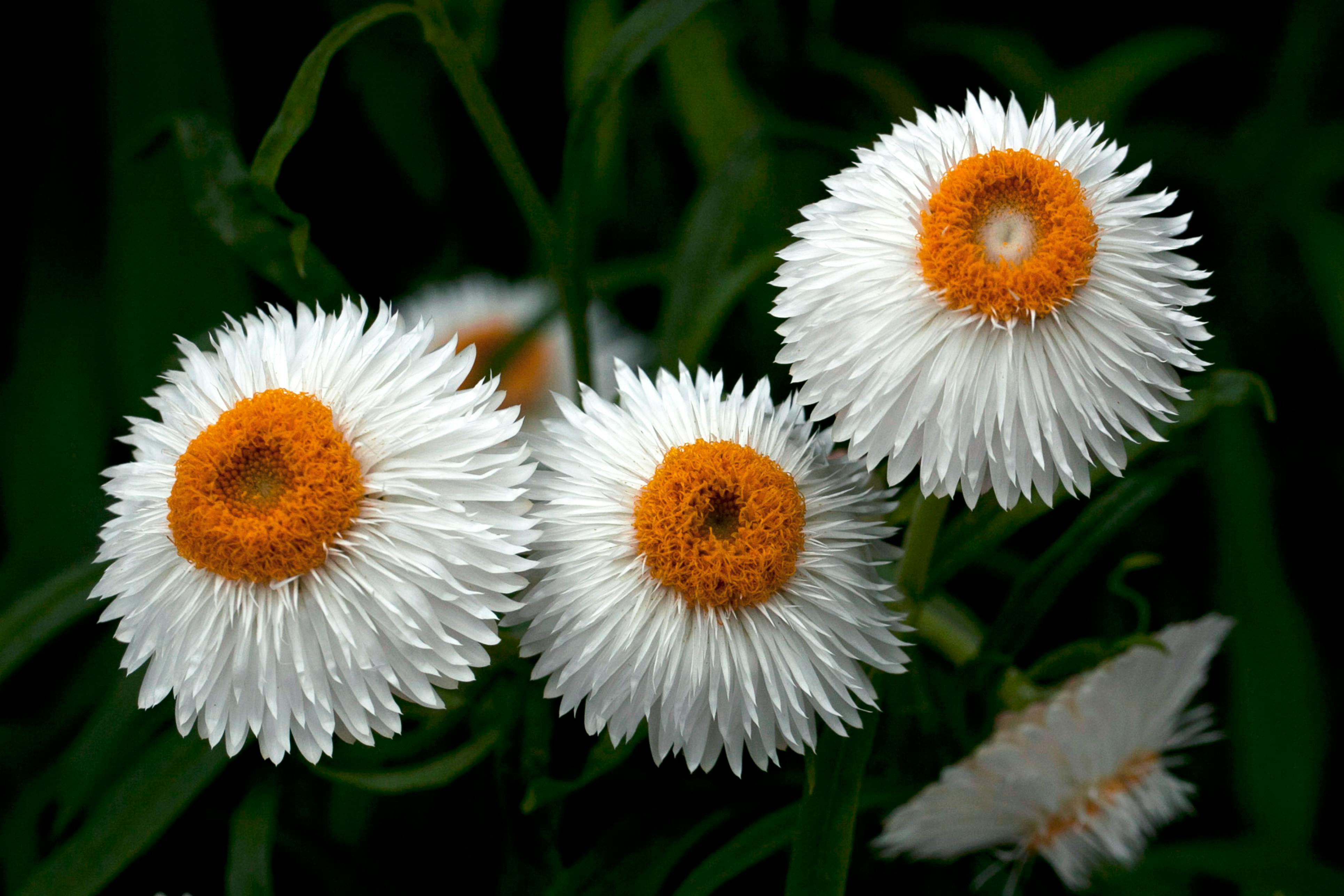 White Flowers in Close Up Photography · Free Stock Photo