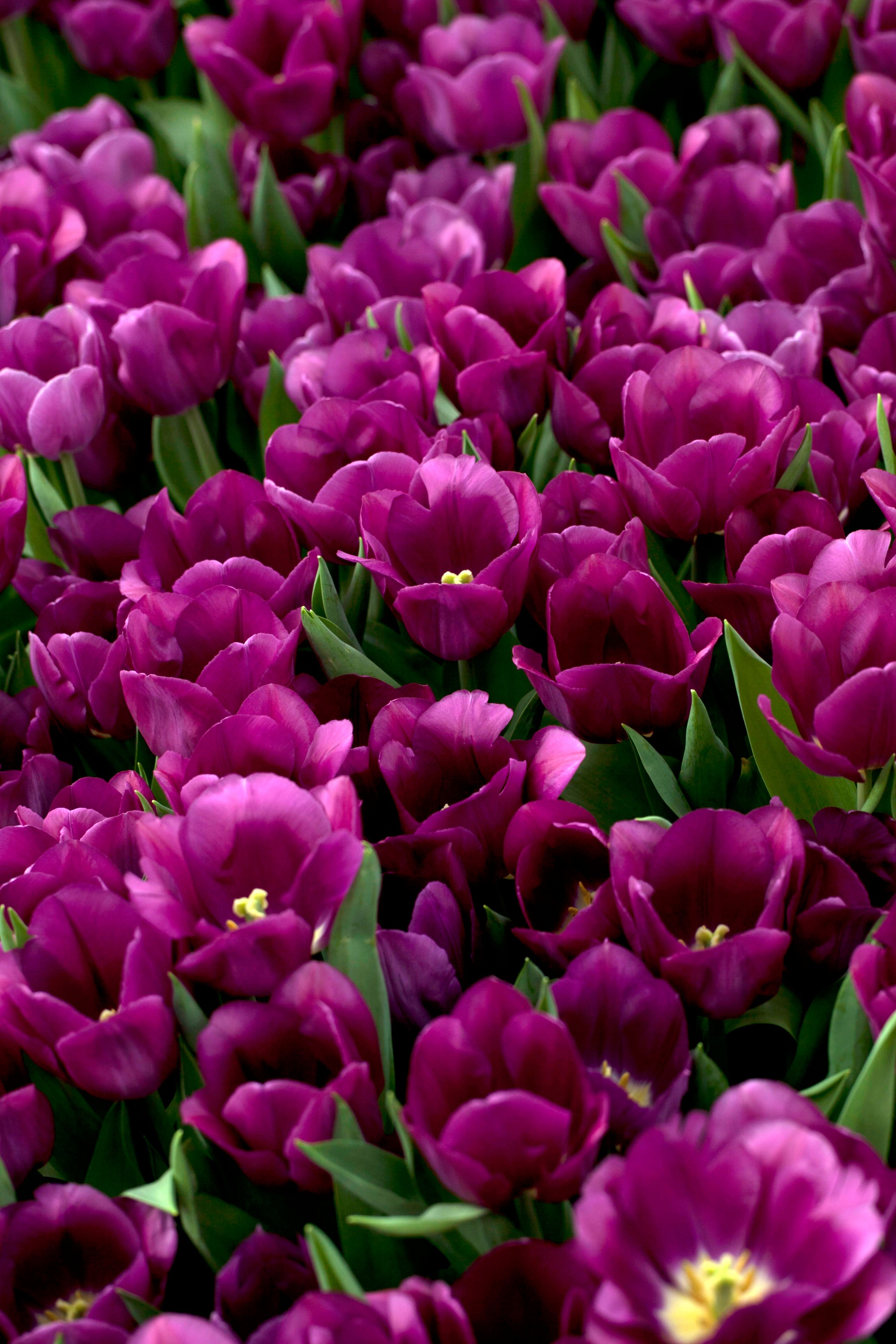 Beautiful Purple Tulips in Close Up Photography · Free Stock Photo