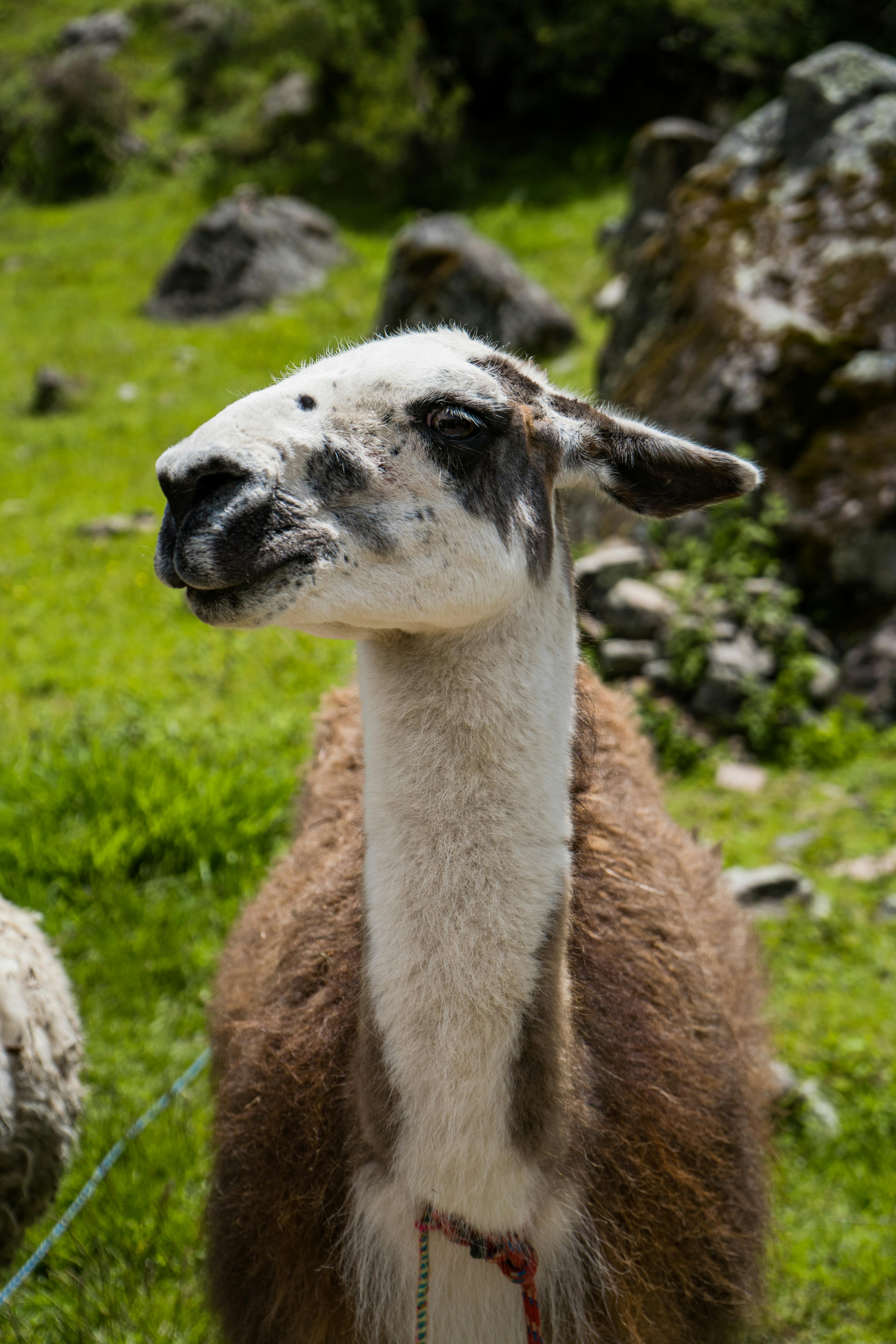 A Portrait of a Llama · Free Stock Photo