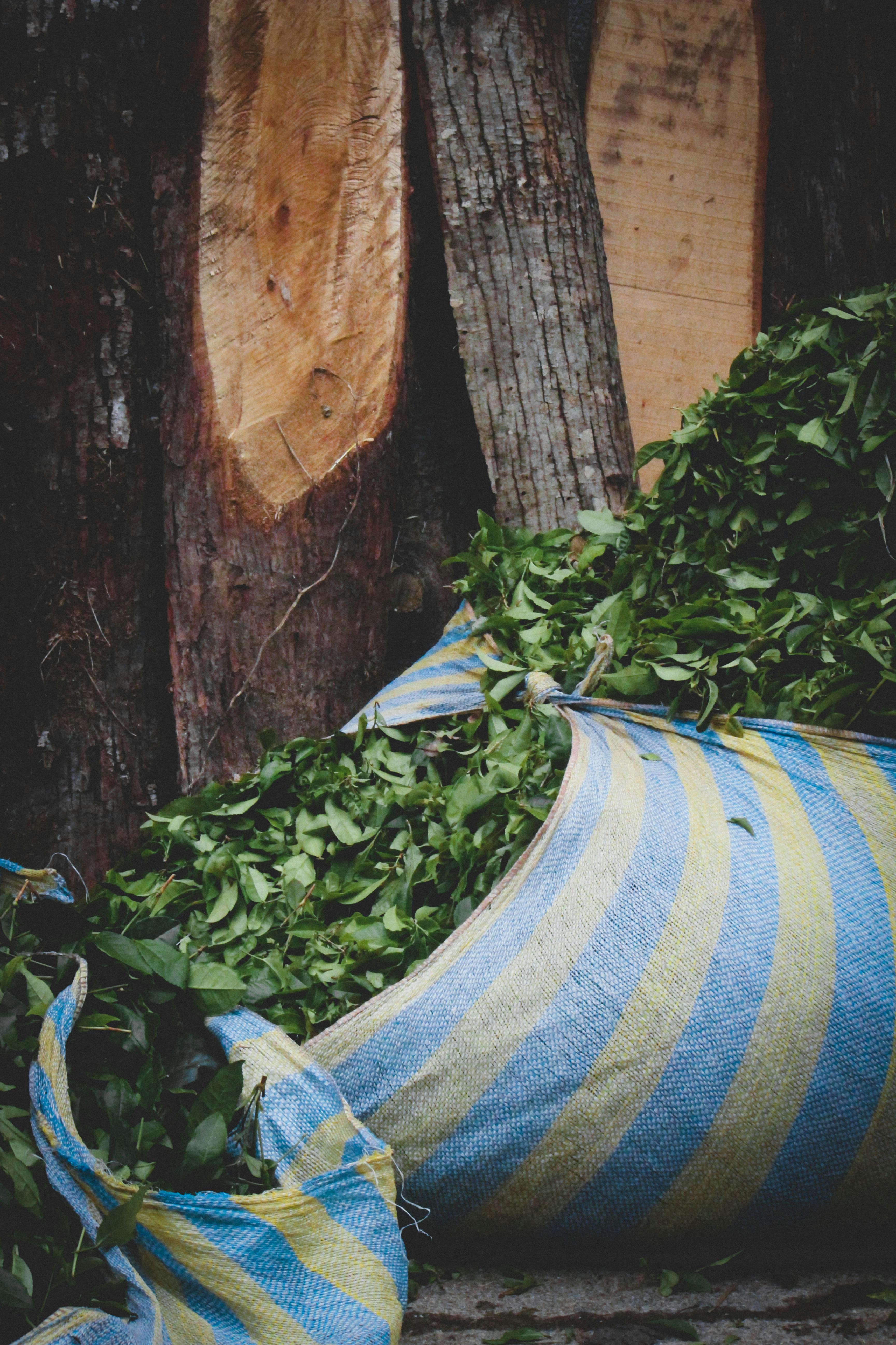 Rize Food Photos, Download The BEST Free Rize Food Stock Photos & HD Images