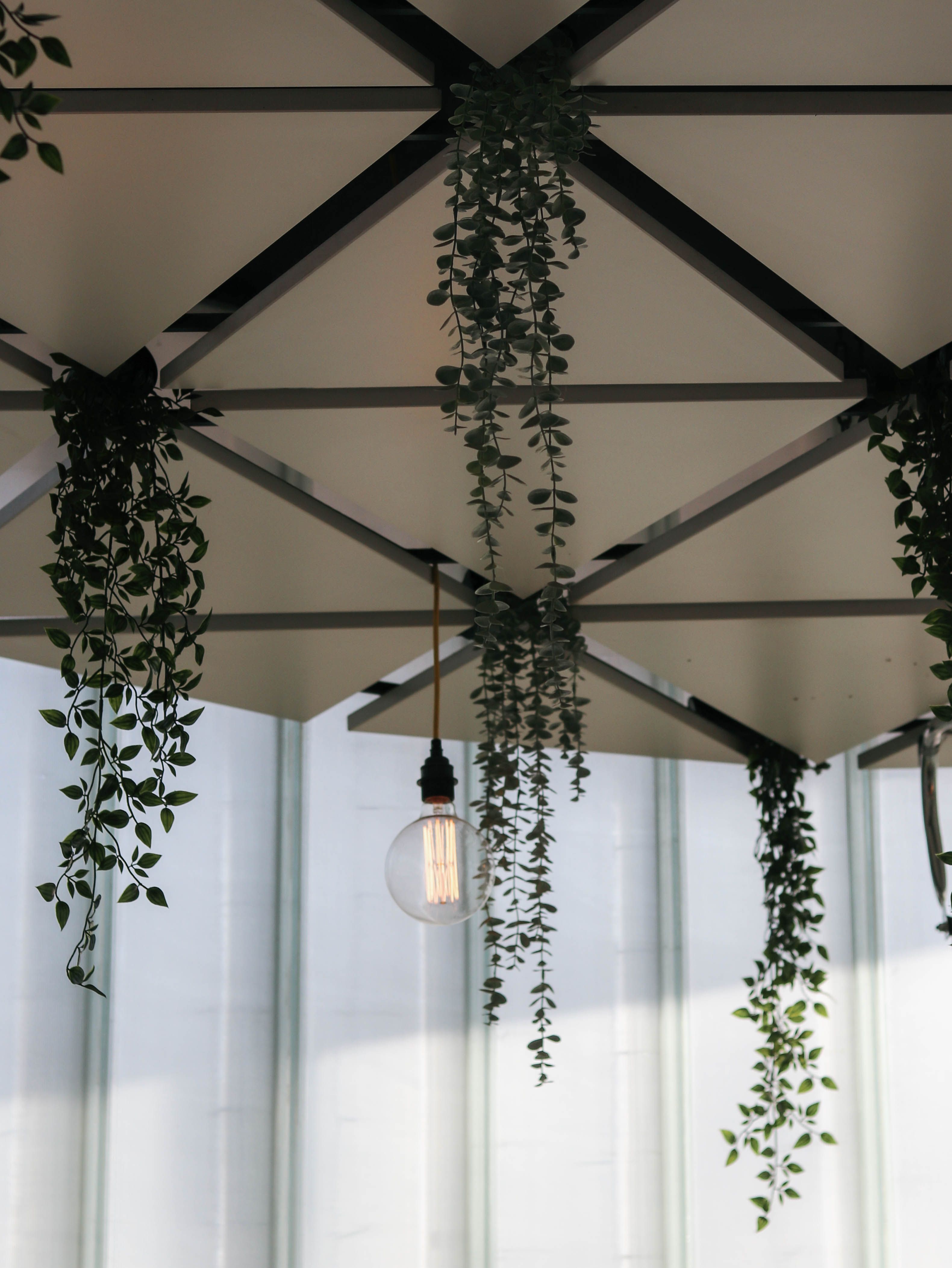 Plants Hanging From Ceiling Photos, Download The BEST Free Plants ...