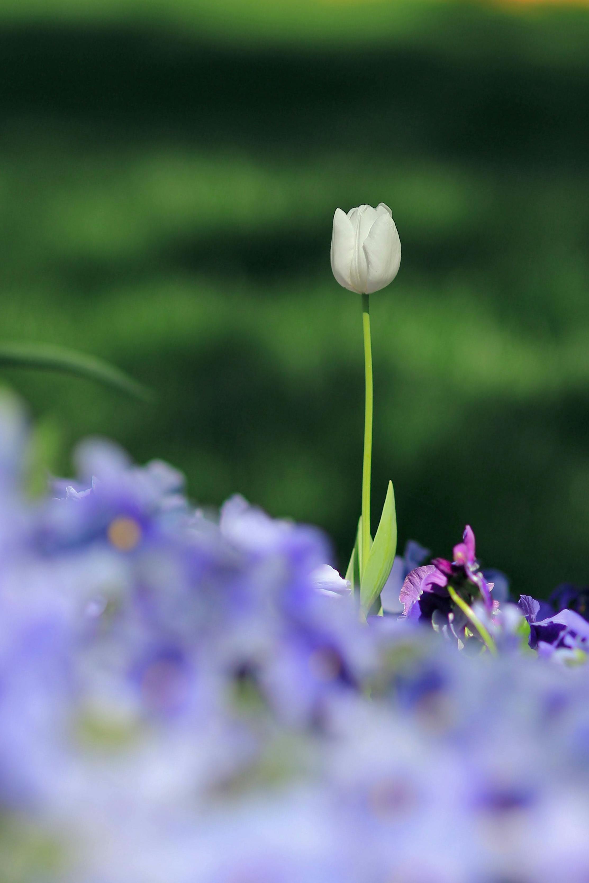 Lone White Tulip in Garden · Free Stock Photo