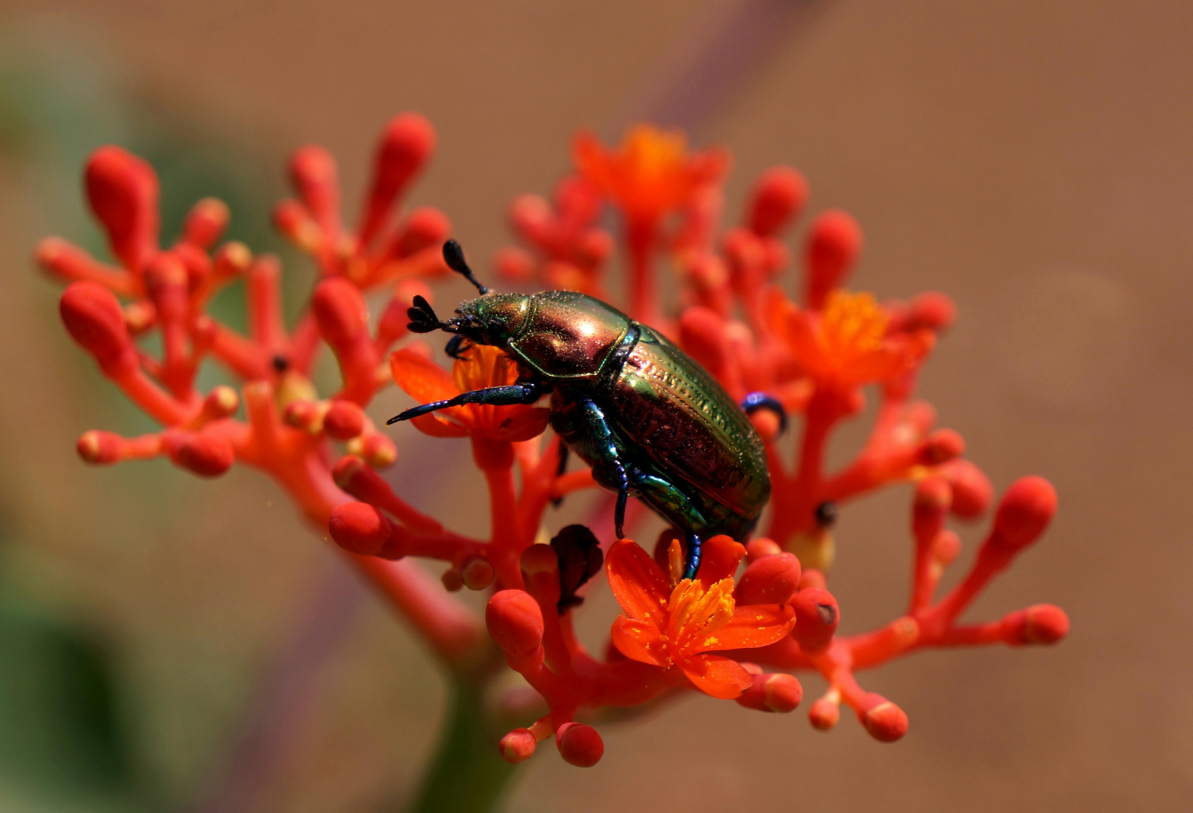 Beetle on Buddha Belly Plant · Free Stock Photo