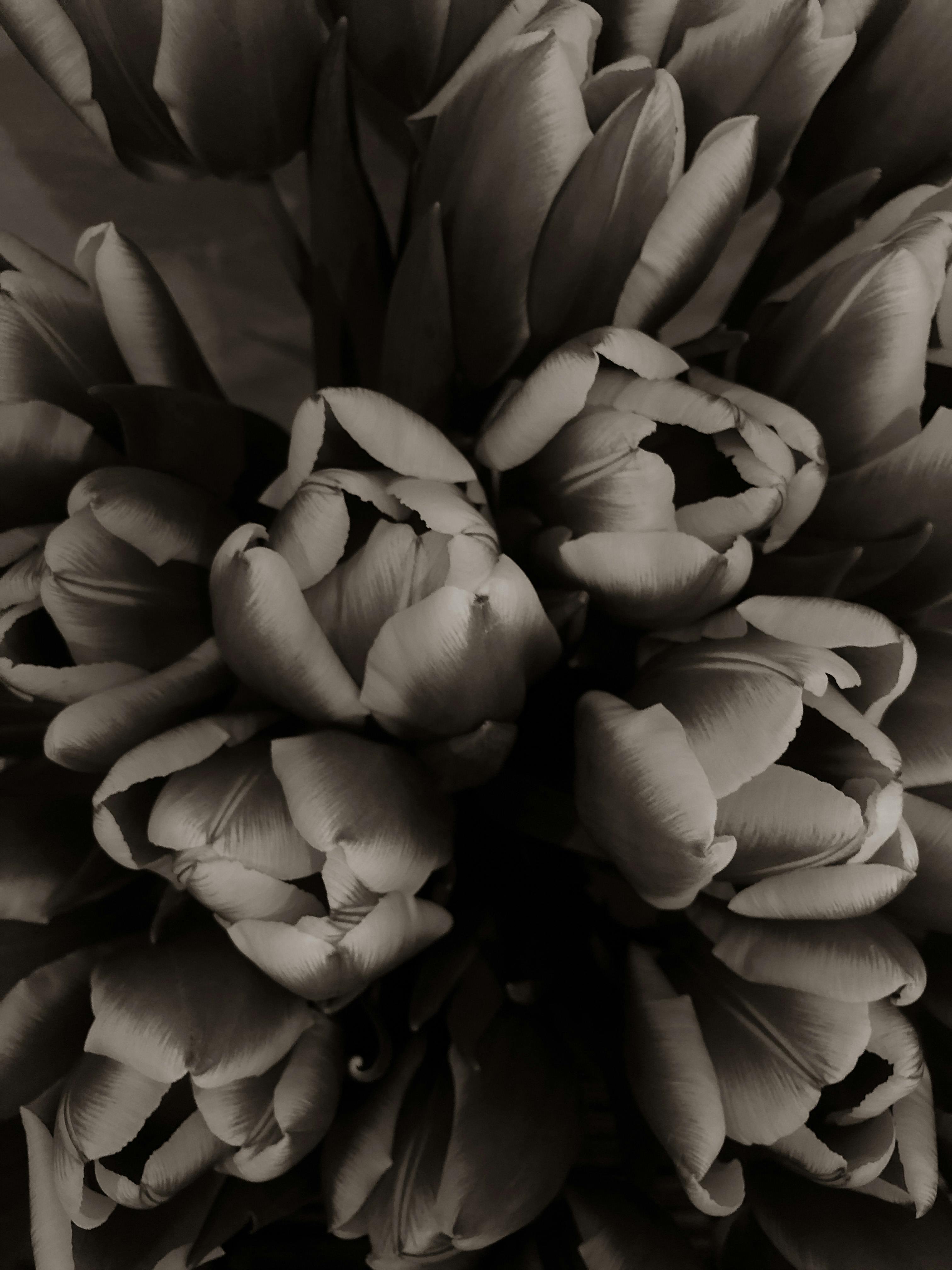 Grayscale Photo of Rose Flower · Free Stock Photo