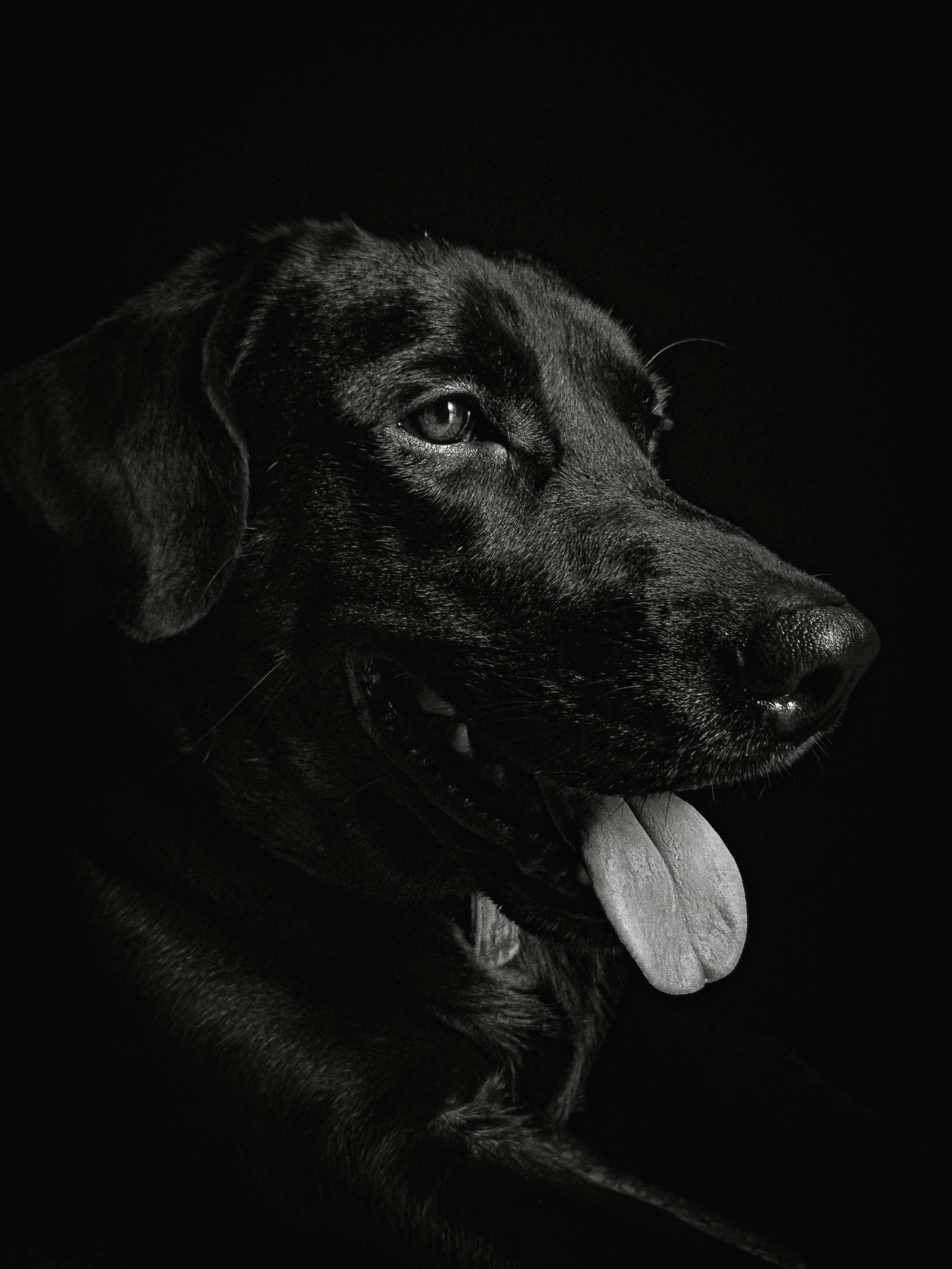 A Grayscale of a Labrador Retriever · Free Stock Photo