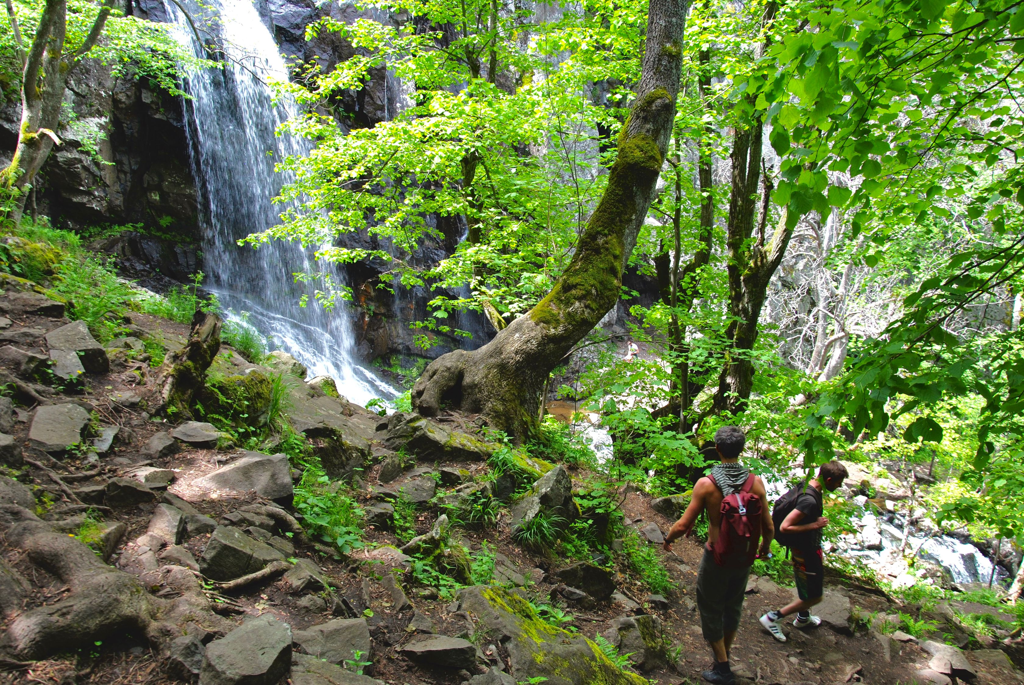 Free Stock Photo Of Forest Green Hike Free Stock Photo Of Forest Green Hike