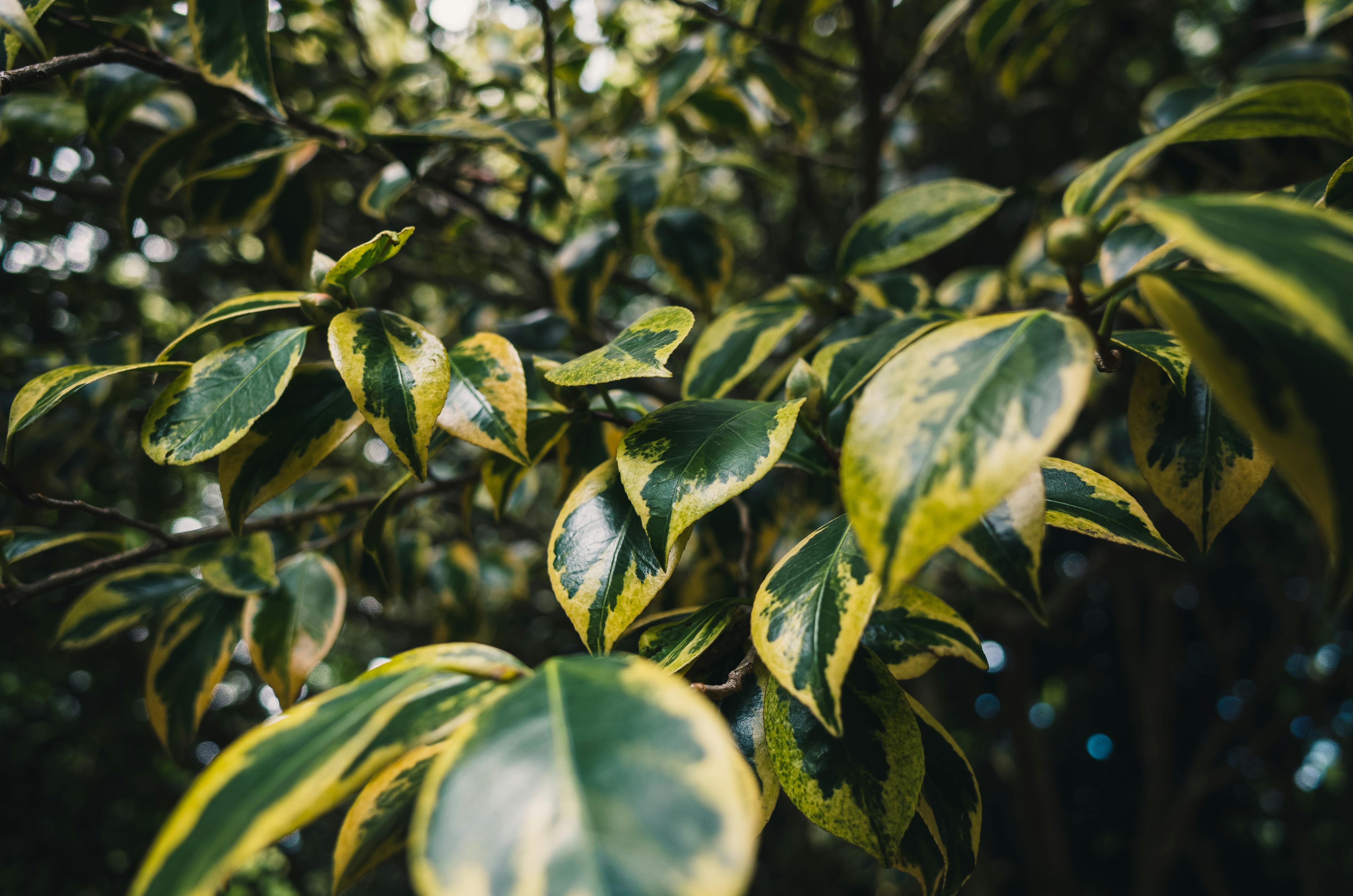 Close up of a Plant · Free Stock Photo