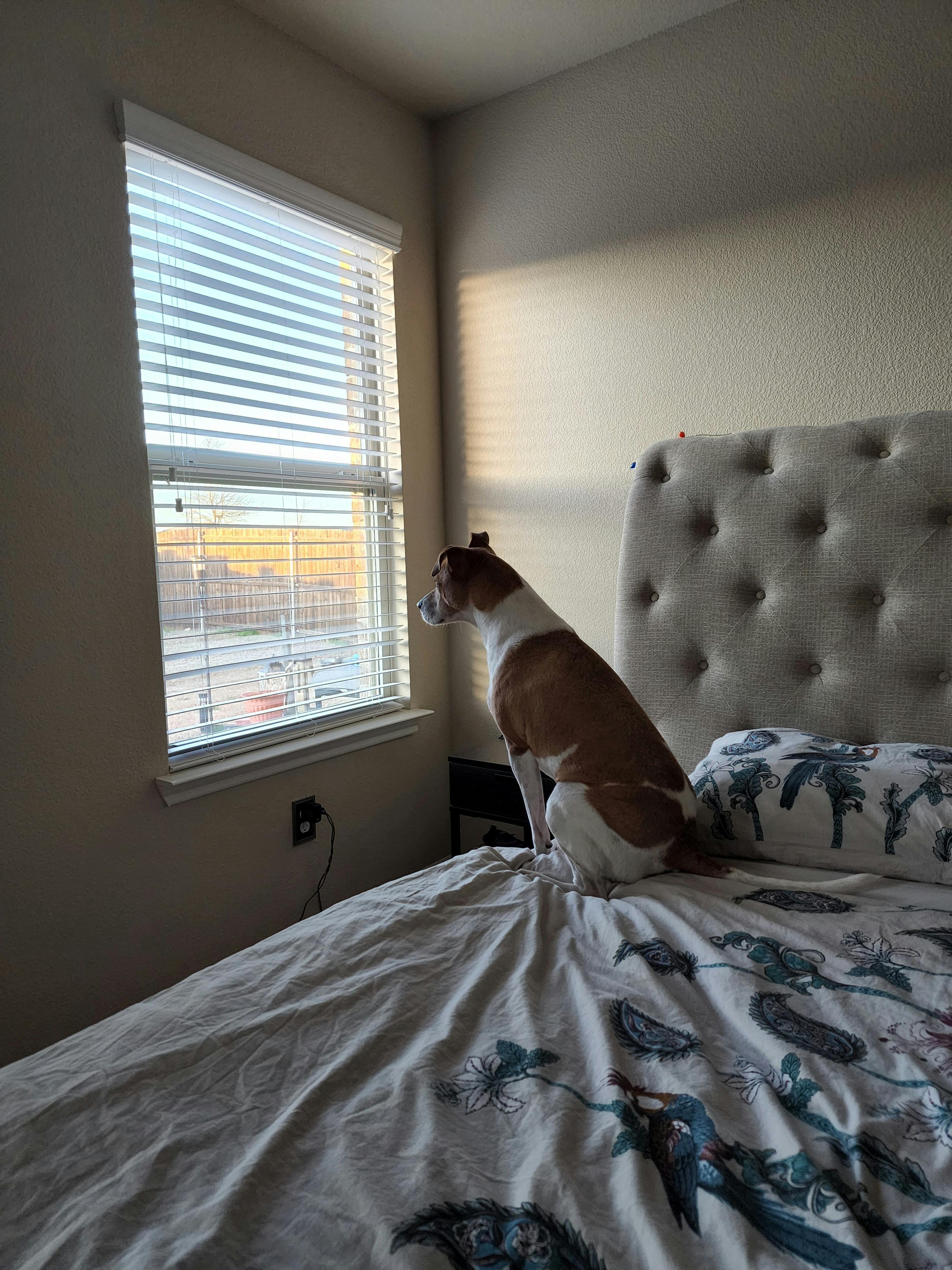 Staring At Window Photos, Download The BEST Free Staring At Window ...