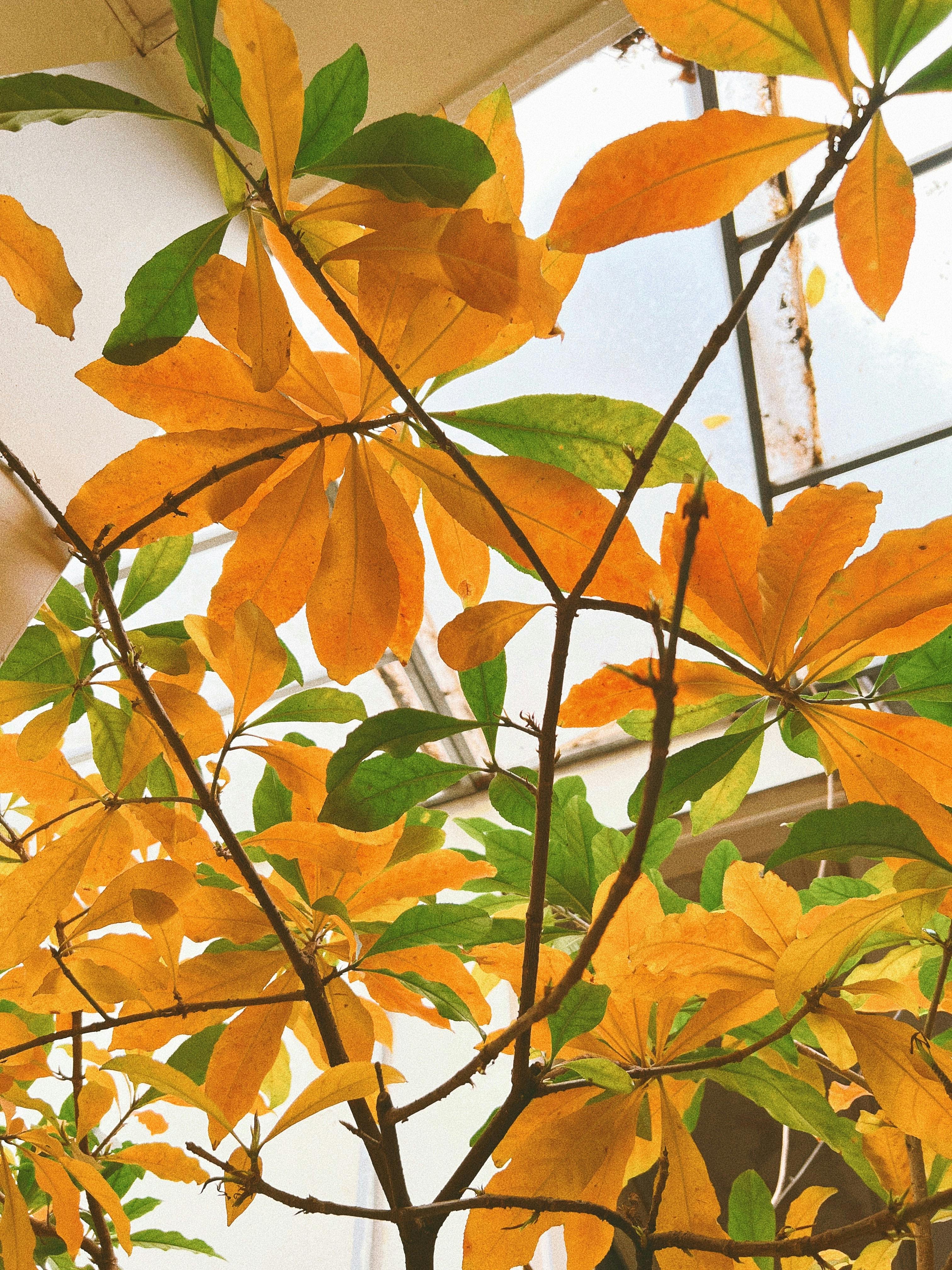 Fall Stock Photos Photos, Download The BEST Free Fall Stock Photos ...