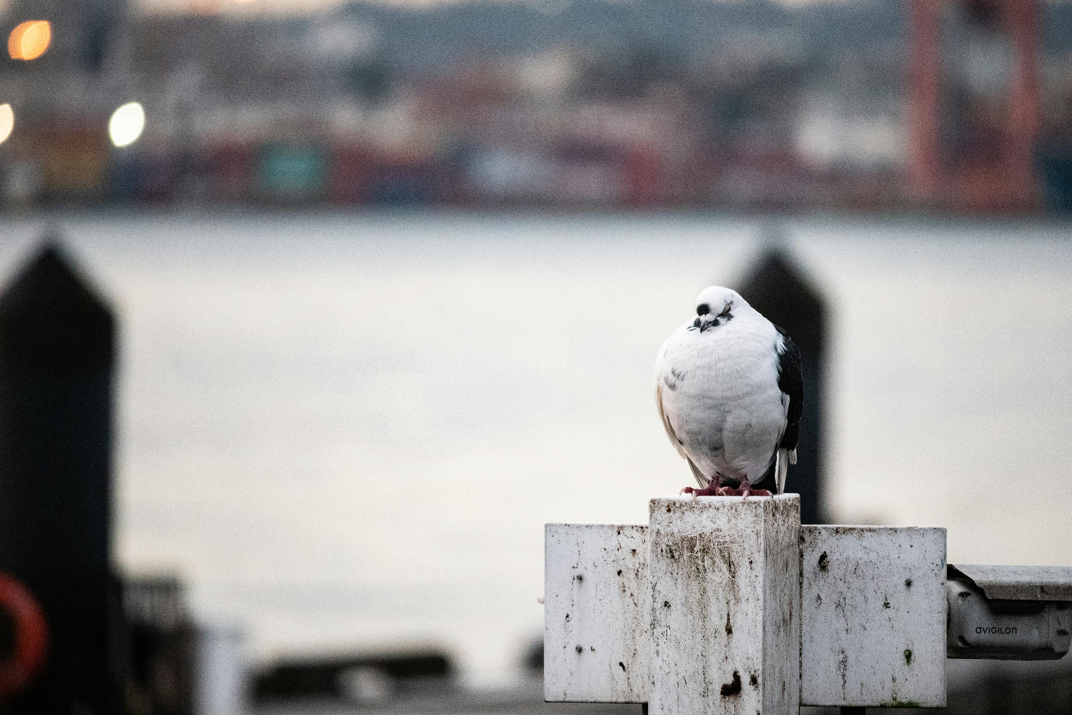 Close up of White Bird · Free Stock Photo
