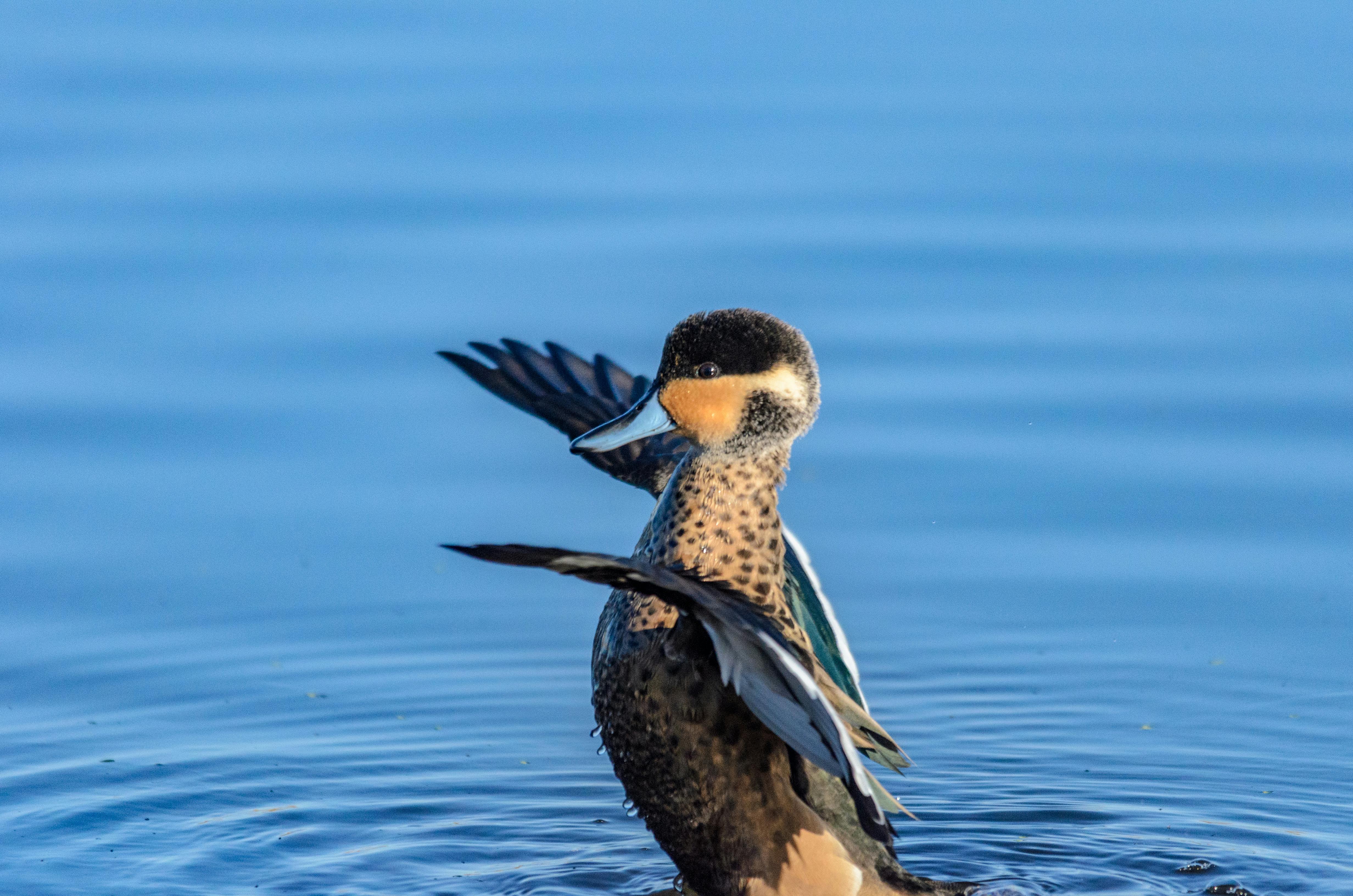 Blue Billed Teal Photos, Download The BEST Free Blue Billed Teal Stock ...