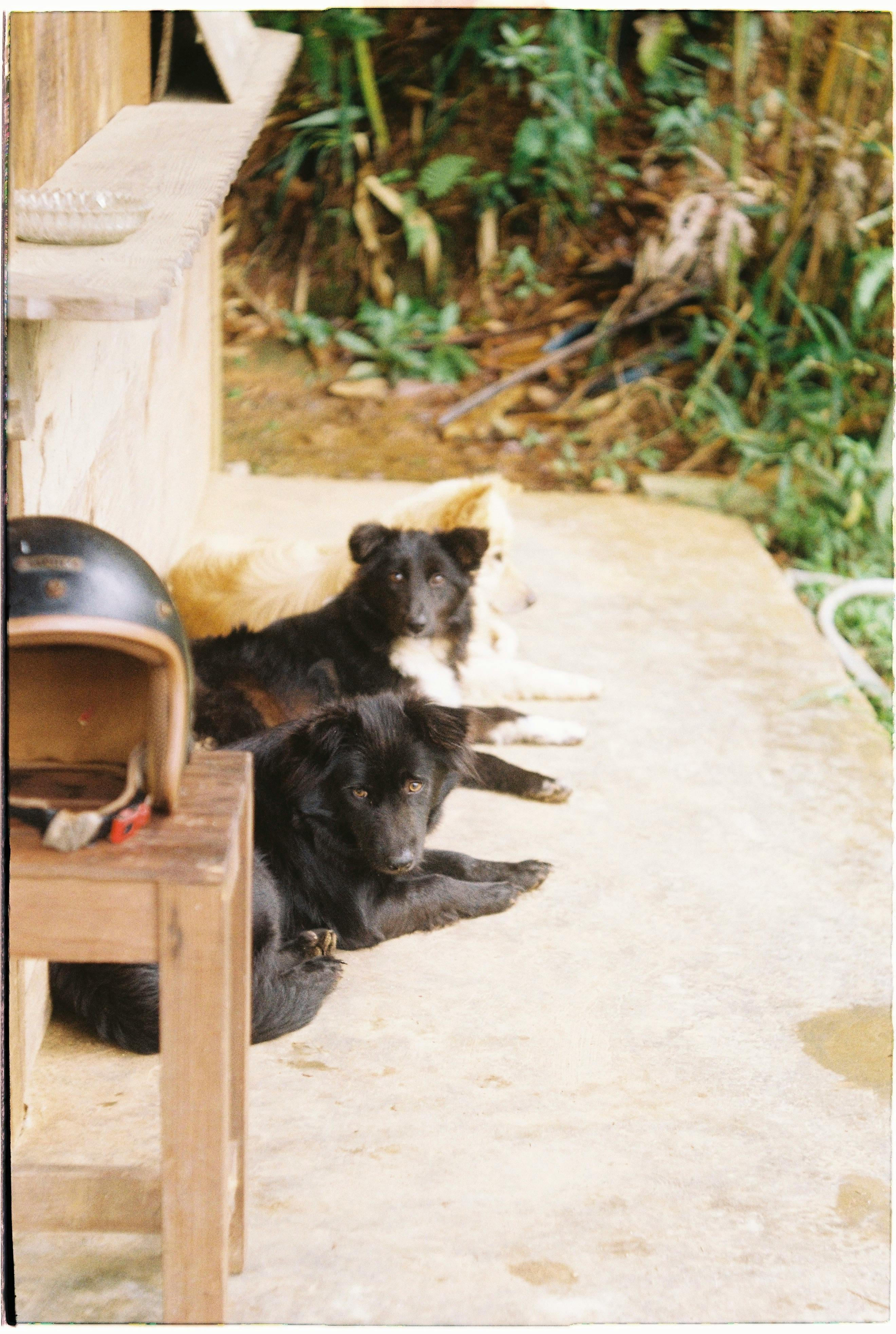 20,000+ Best Dow Dogs Photos · 100% Free Download · Pexels Stock Photos