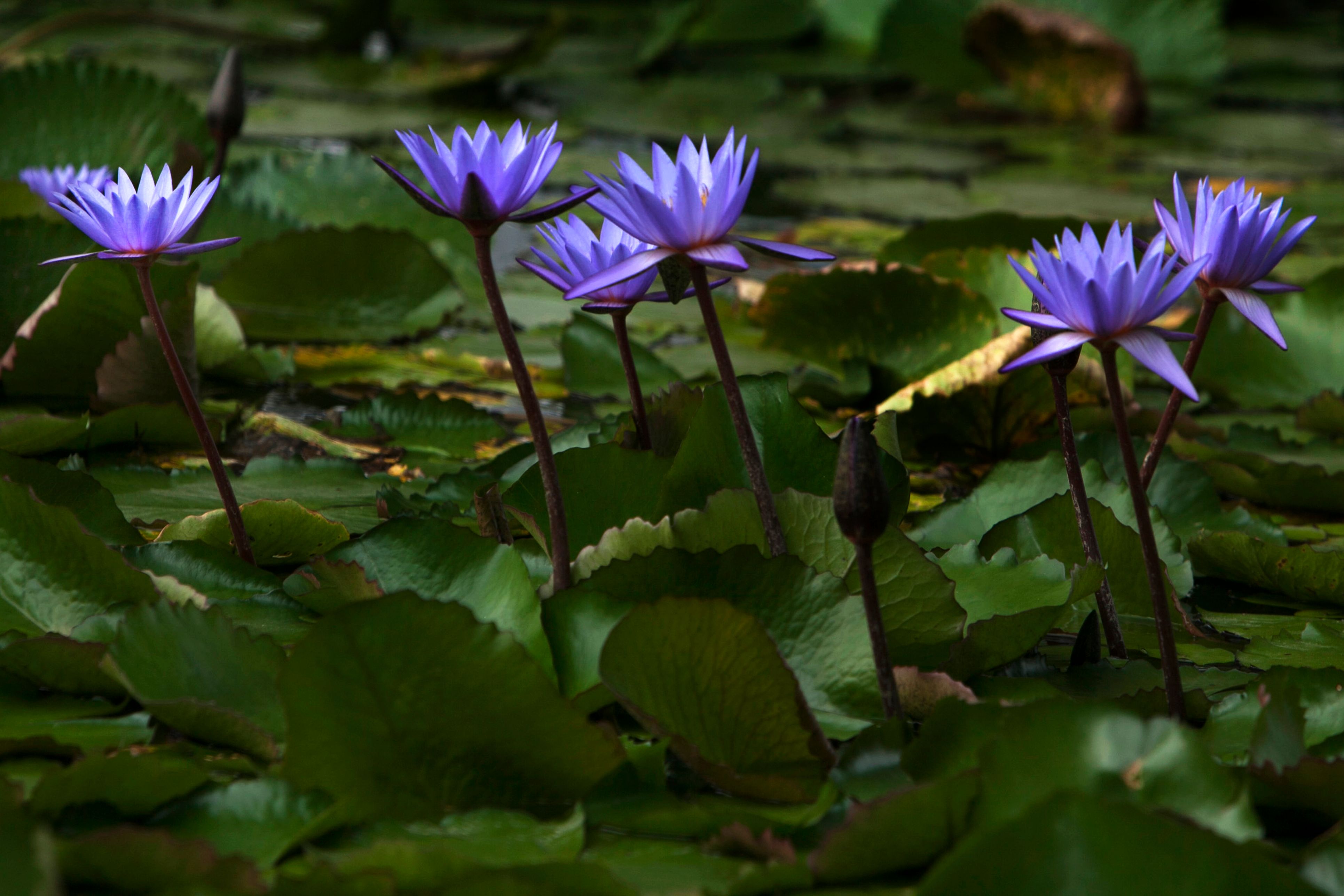 Lily Pond 8k Wallpaper Desktop Photos, Download The BEST Free Lily Pond ...