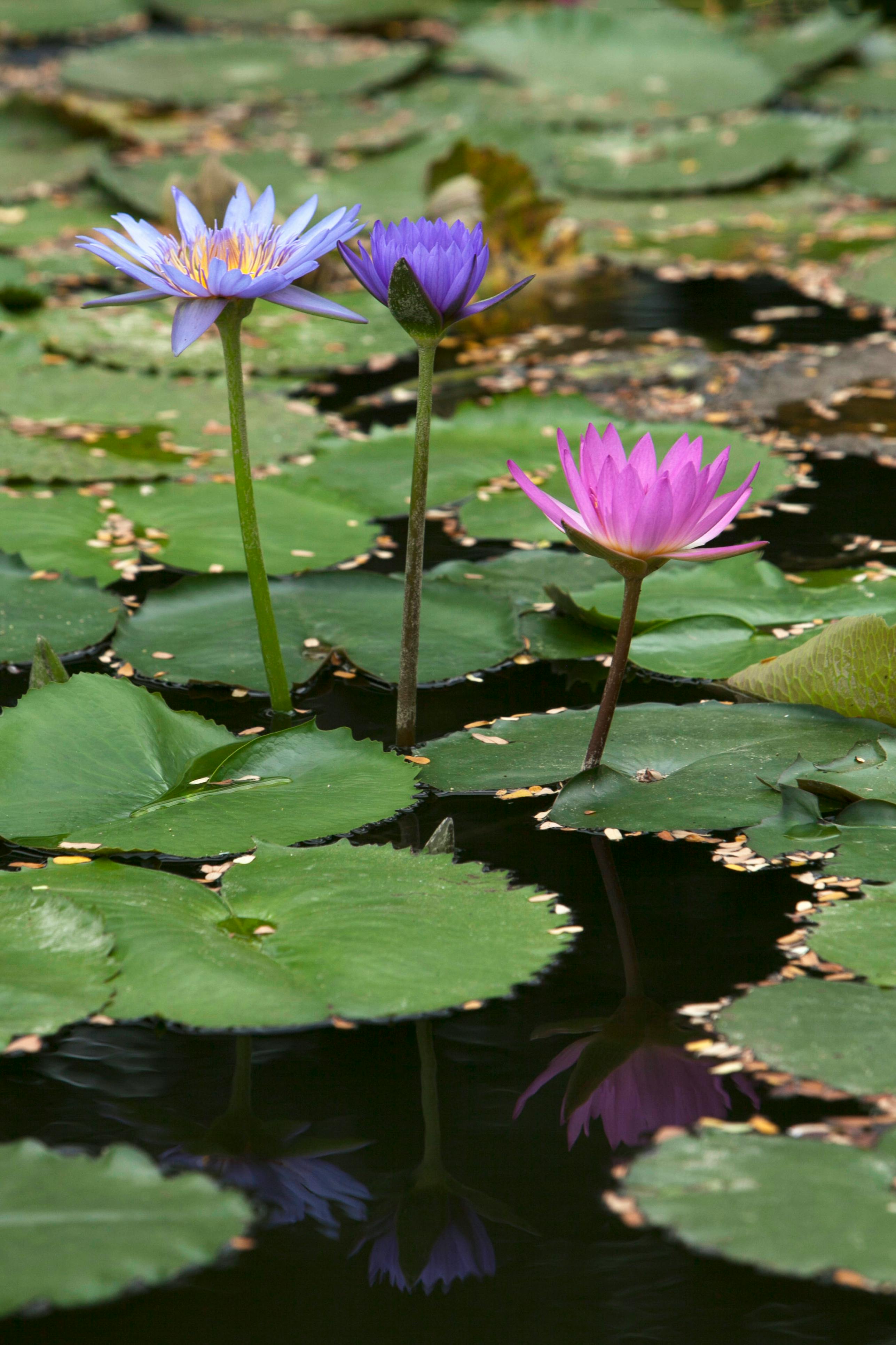 Close-up of White Lotuses in a Body of Water · Free Stock Photo