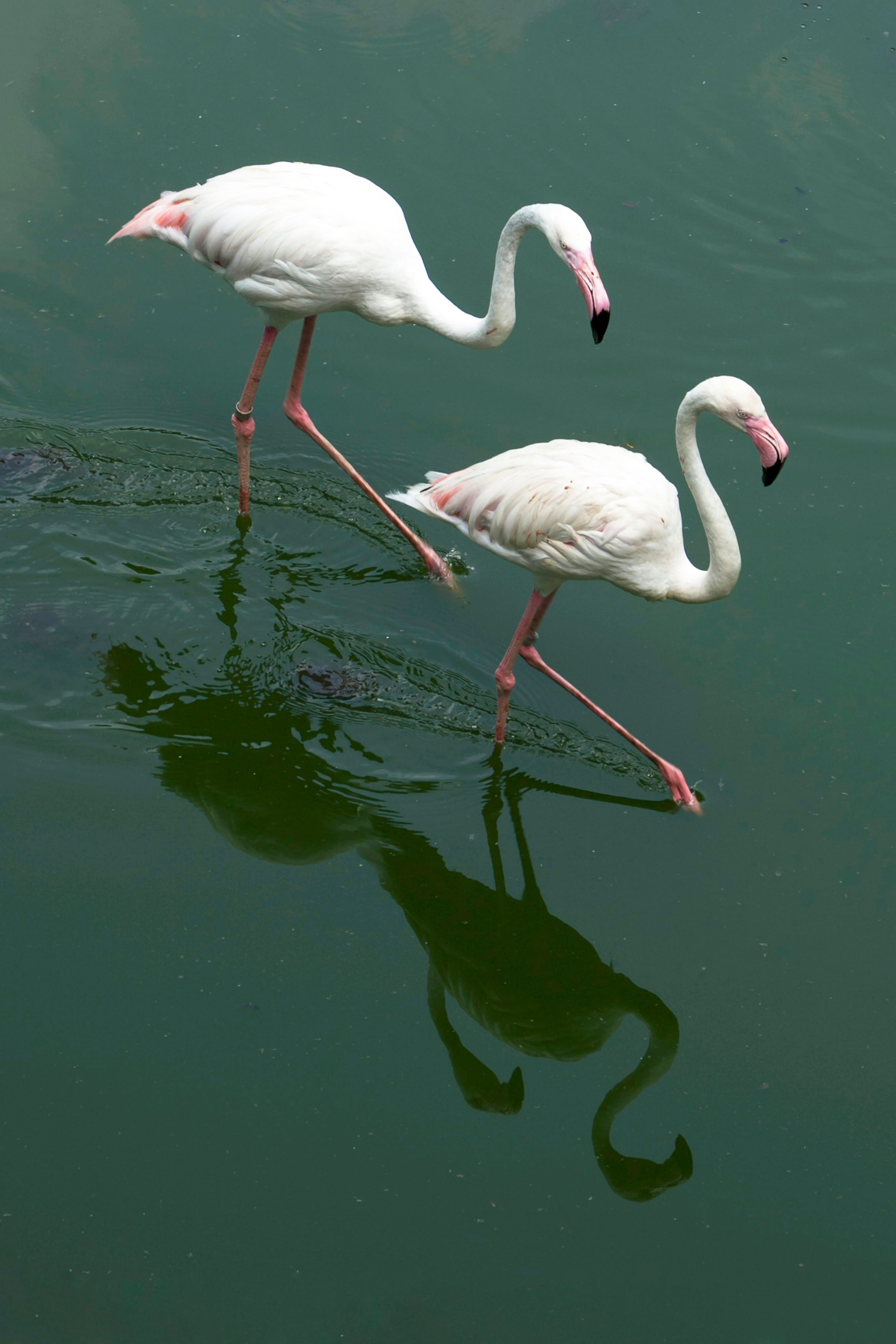 Flamingo Spreading Its Wings · Free Stock Photo