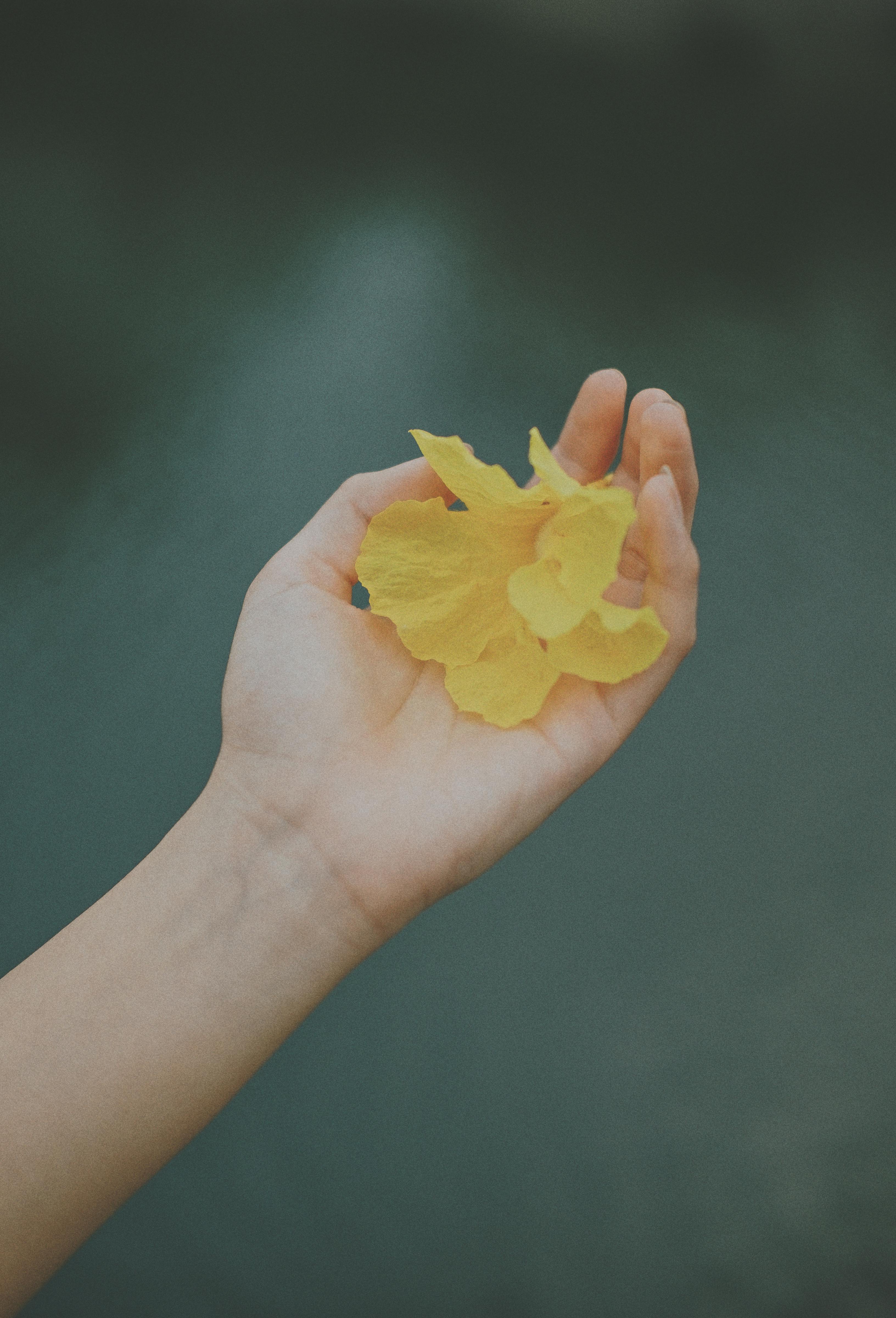 Hand Holding Petals of Yellow Flower · Free Stock Photo