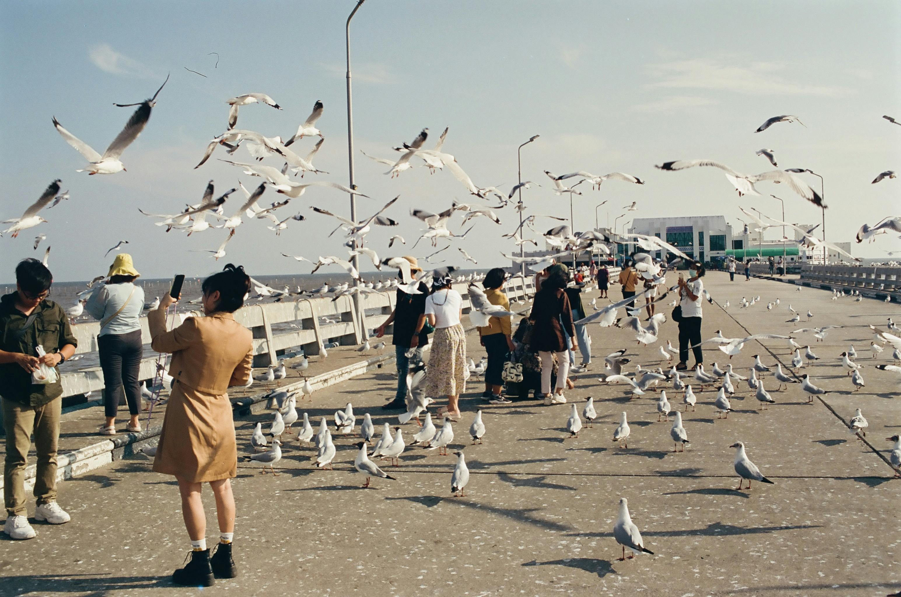 People surrounded with Seagulls · Free Stock Photo