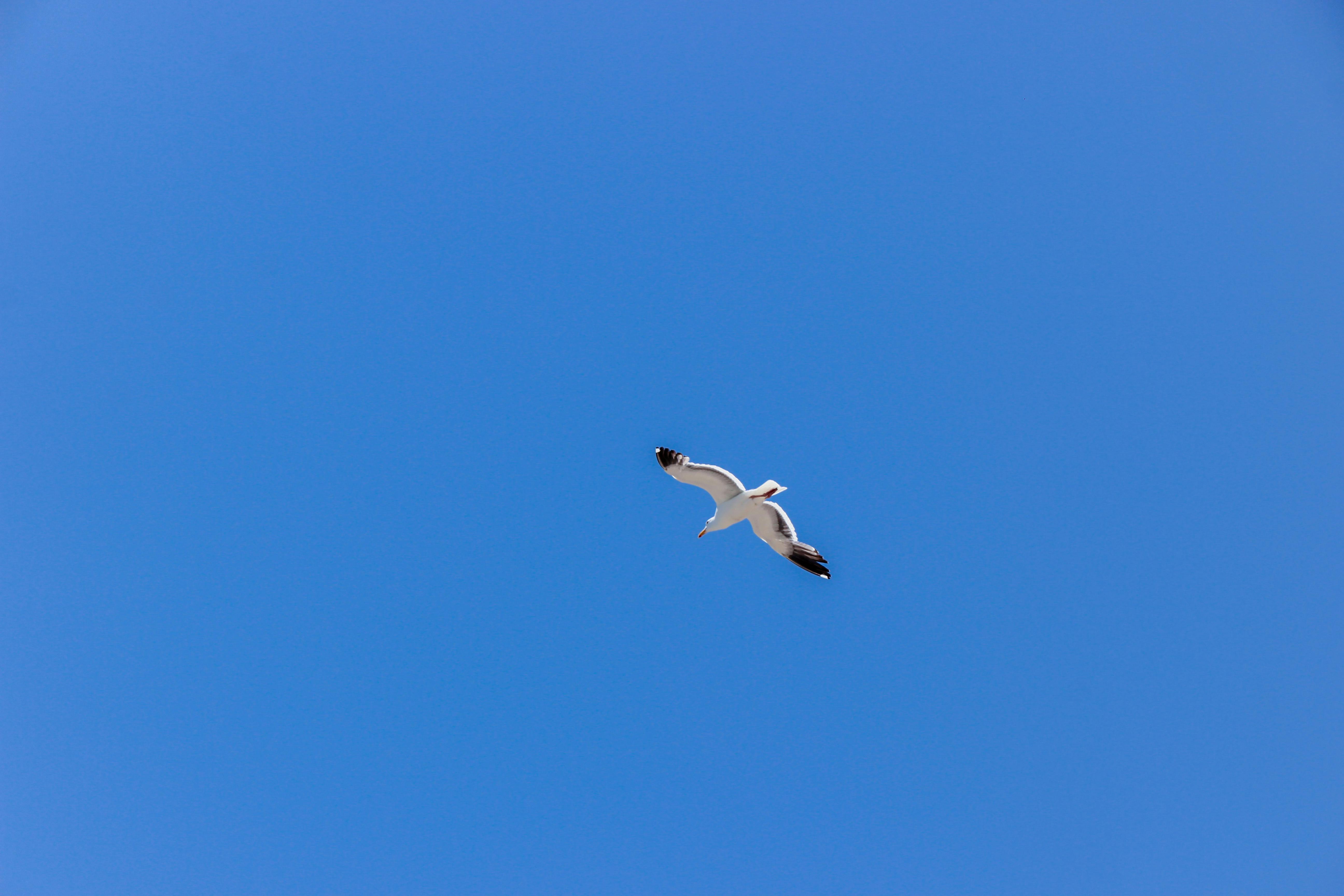 Birds flying over rippling water in mountainous terrain · Free Stock Photo