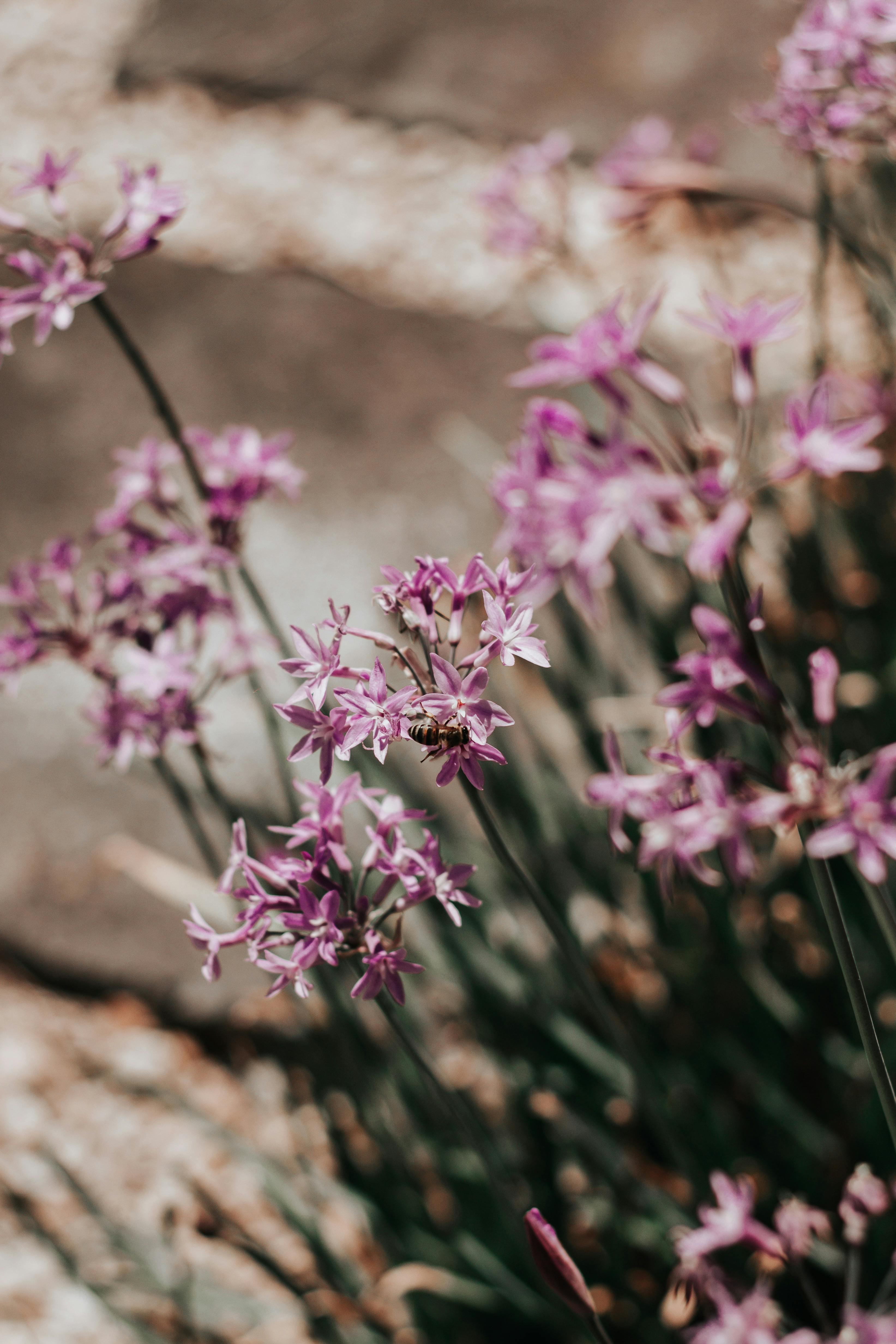 Purple Flowers · Free Stock Photo