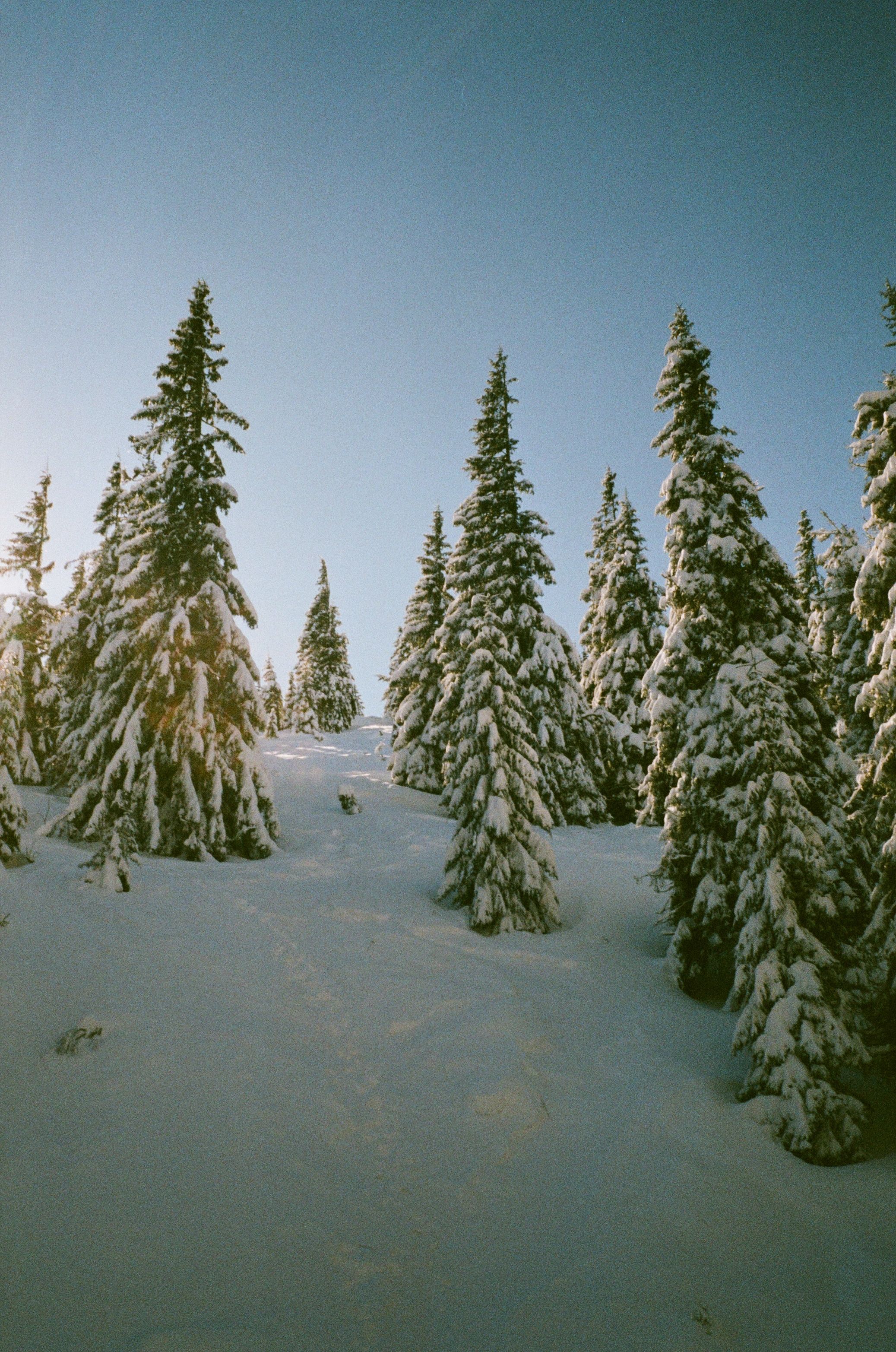 Green Pine Tree Covered With Snow · Free Stock Photo