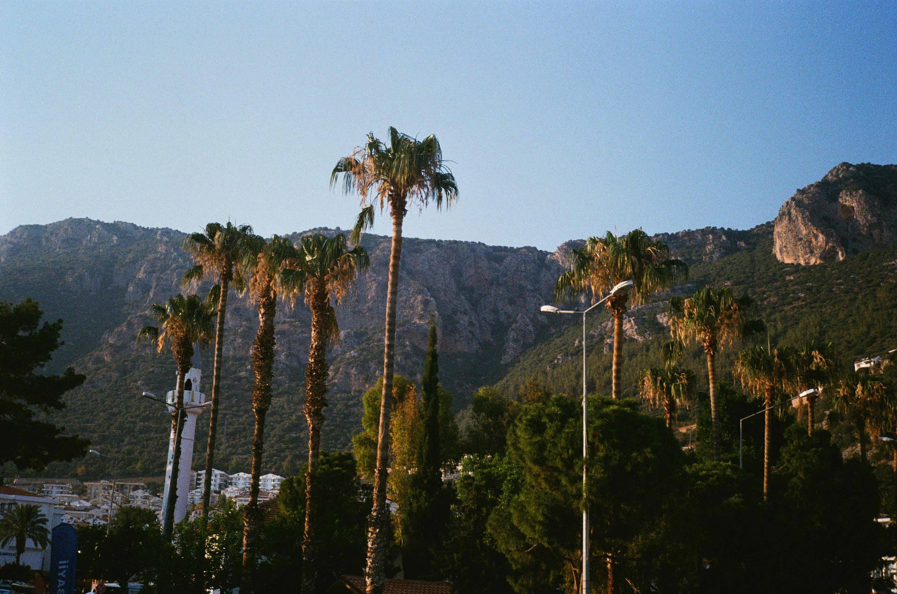 Tall Photo Photos, Download The BEST Free Tall Photo Stock Photos & HD ...