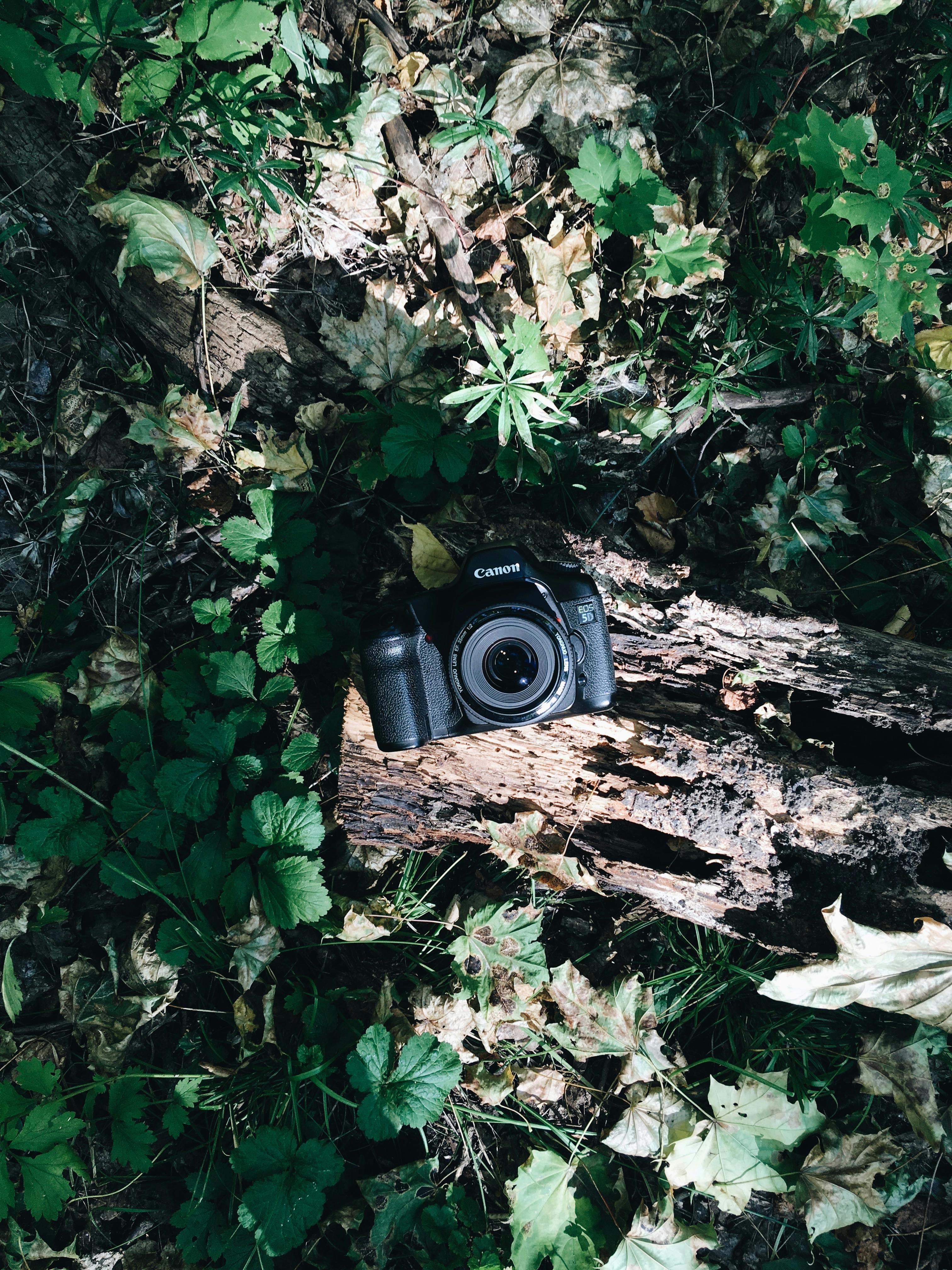 Black Camera on a Log · Free Stock Photo