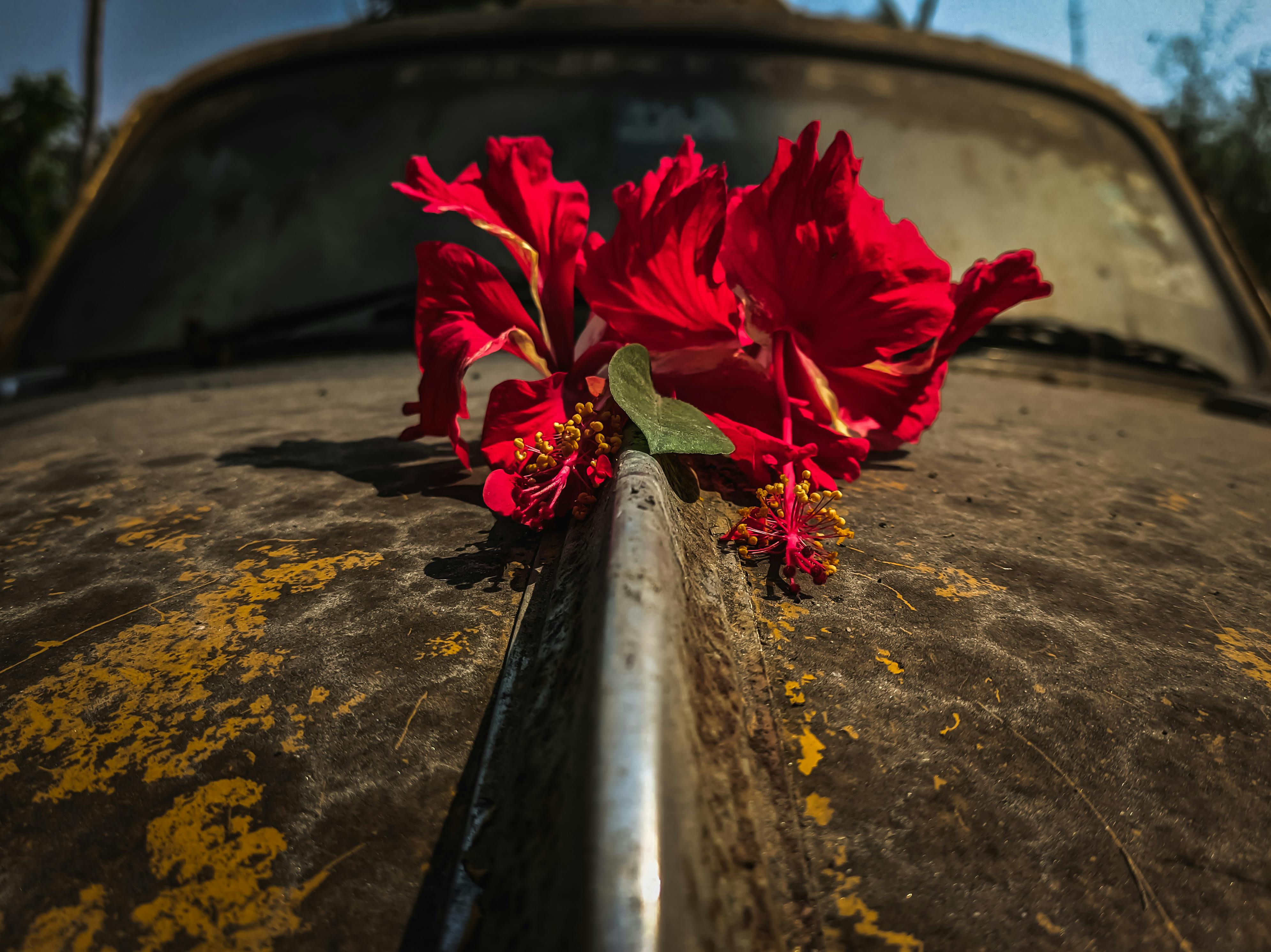 Patina Rosa Photos, Download The BEST Free Patina Rosa Stock Photos ...