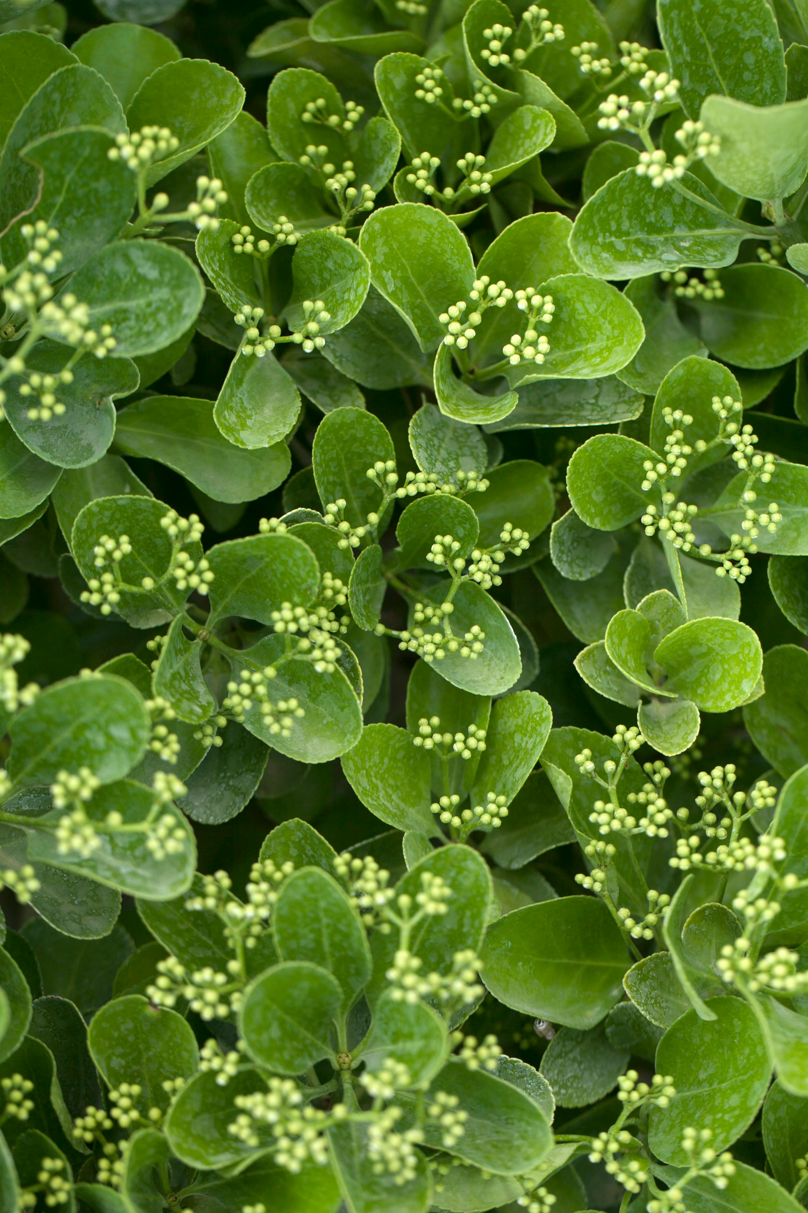 Japanese Spindle Photos, Download The BEST Free Japanese Spindle Stock ...