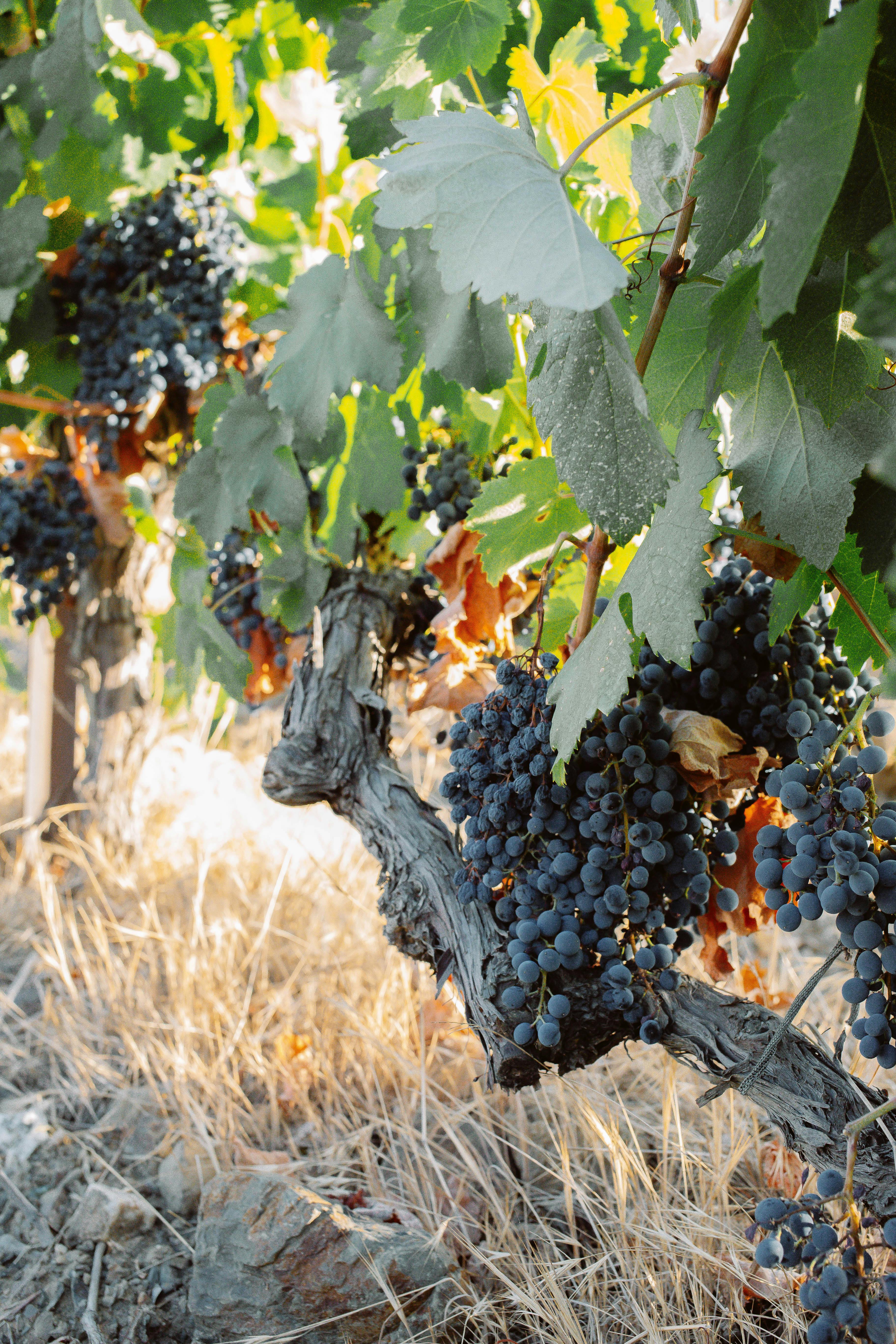Close-Up Shot of Grapes on Tree Branch · Free Stock Photo