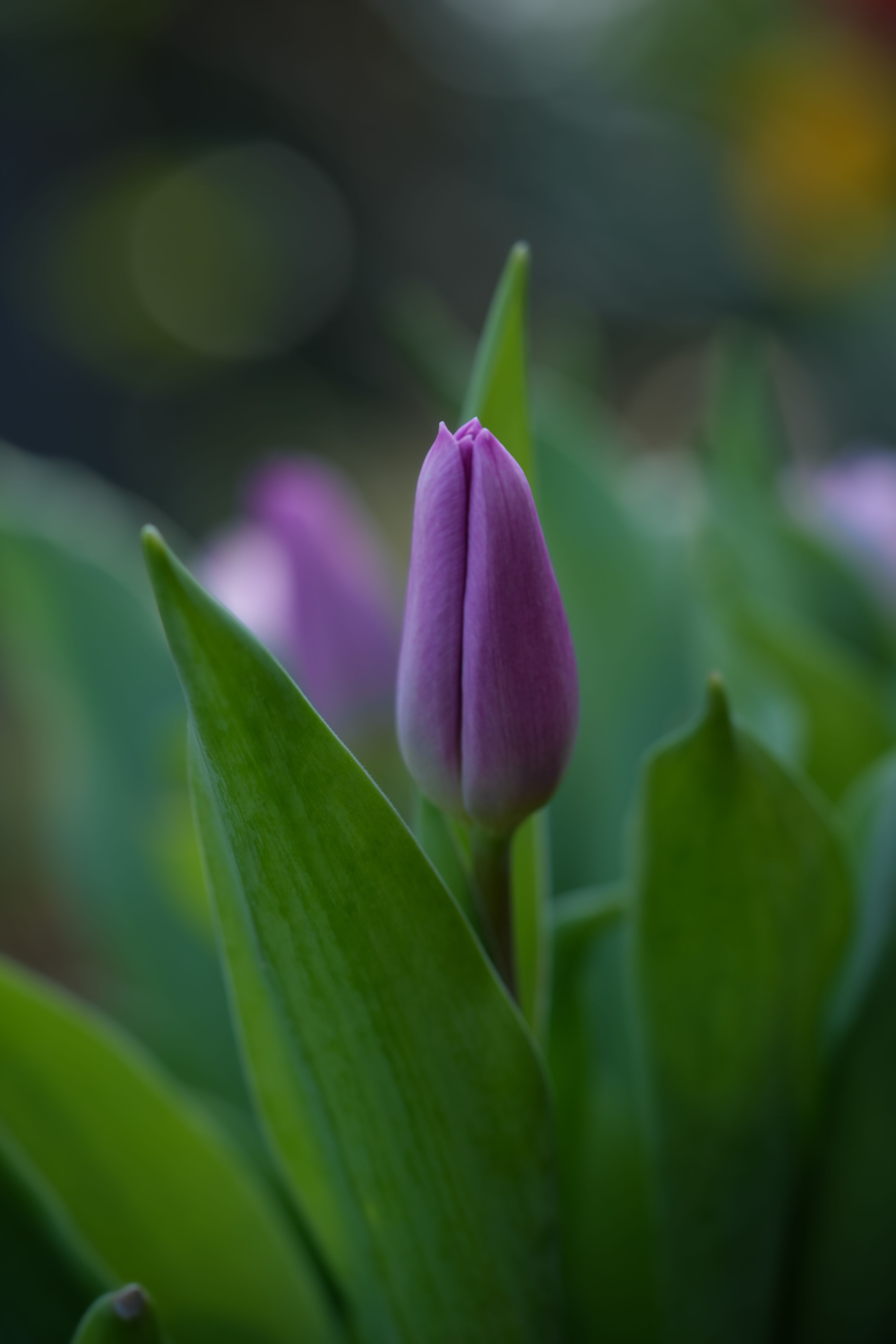 Close-Up Photo of Purple Tulip · Free Stock Photo