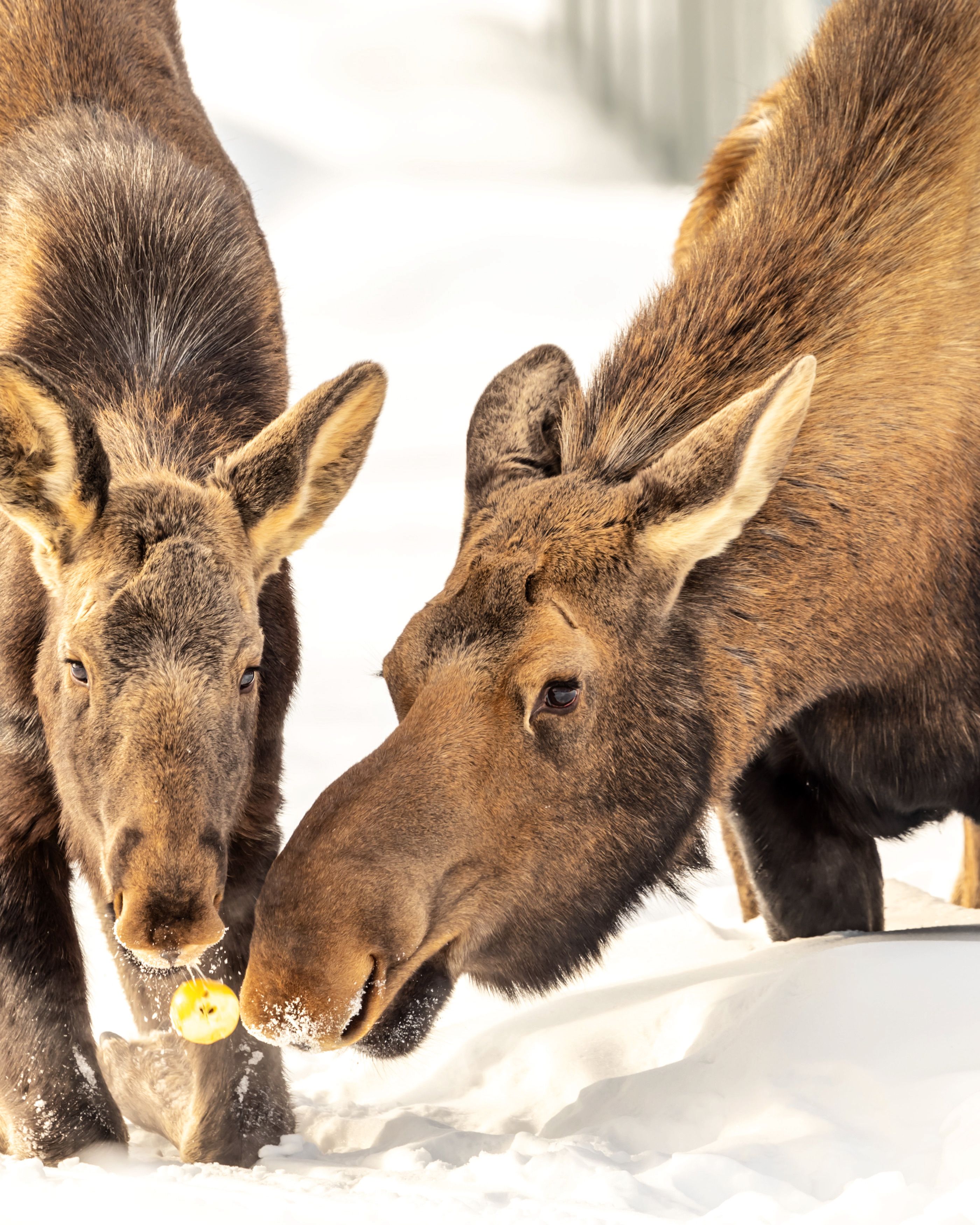 Backgrounds Elk Photos, Download Free Backgrounds Elk Stock Photos & HD ...