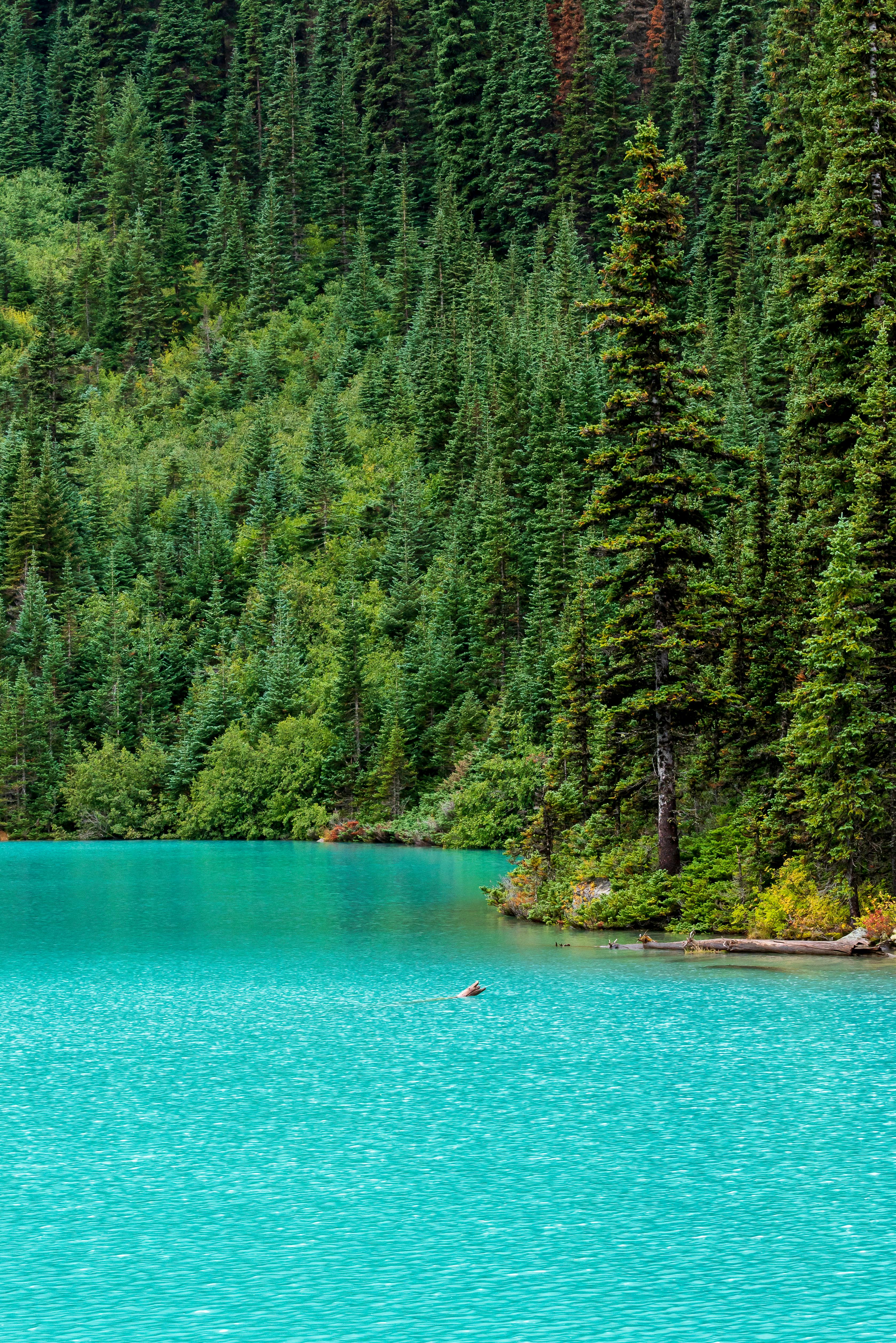 Trees near a Lake · Free Stock Photo