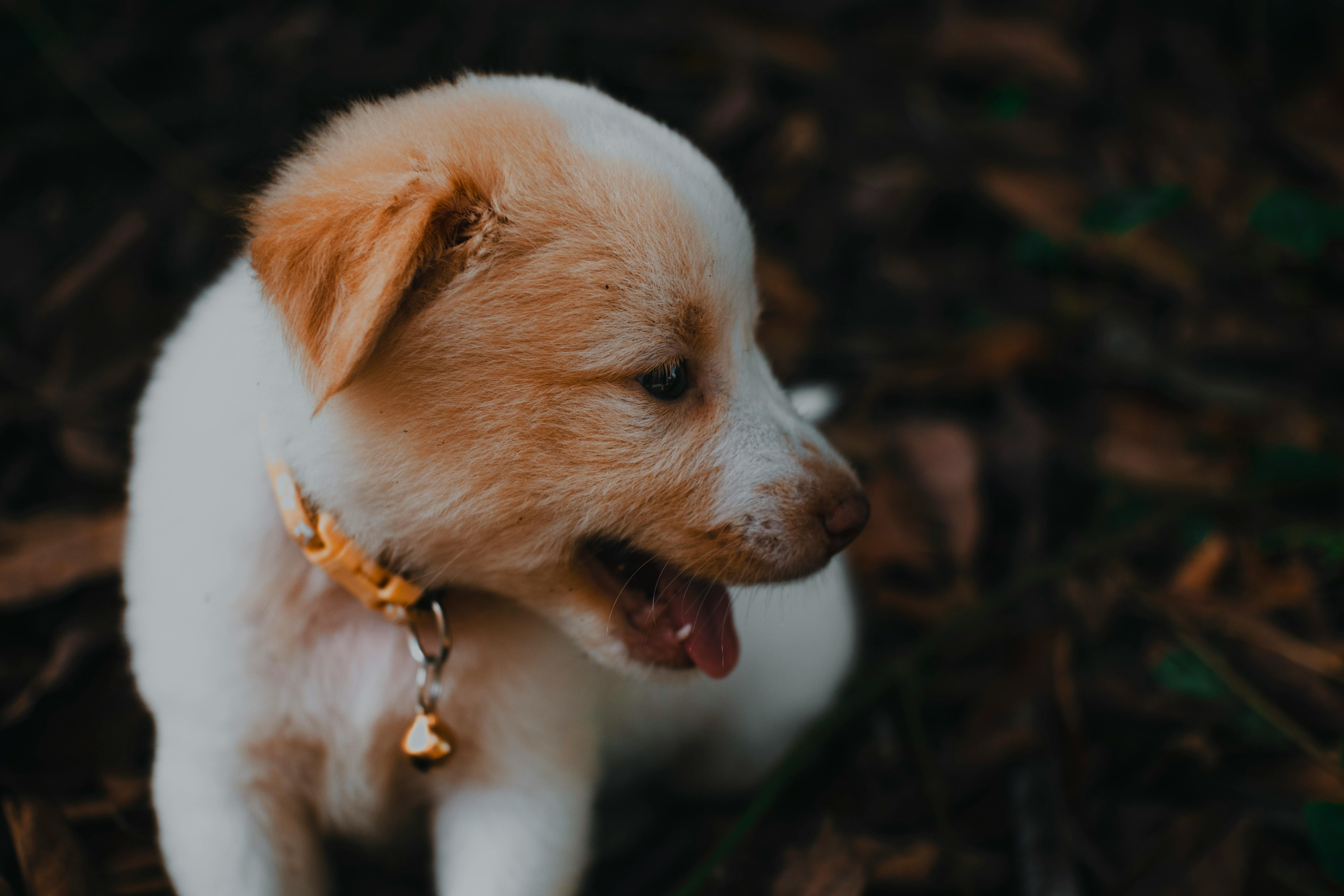 Close-up Photo of Cute Puppy · Free Stock Photo