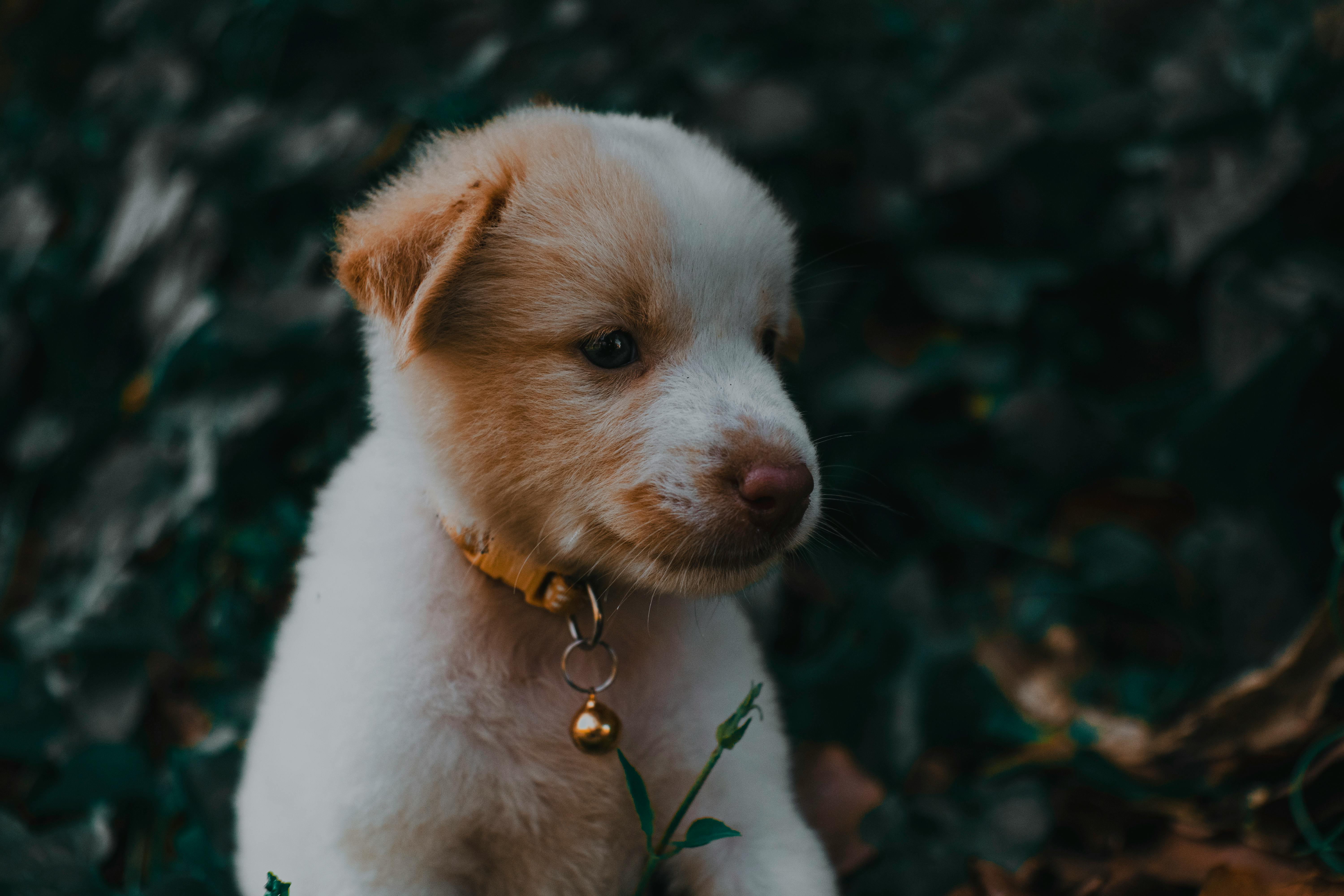 Close-up Photo of Cute Puppy · Free Stock Photo