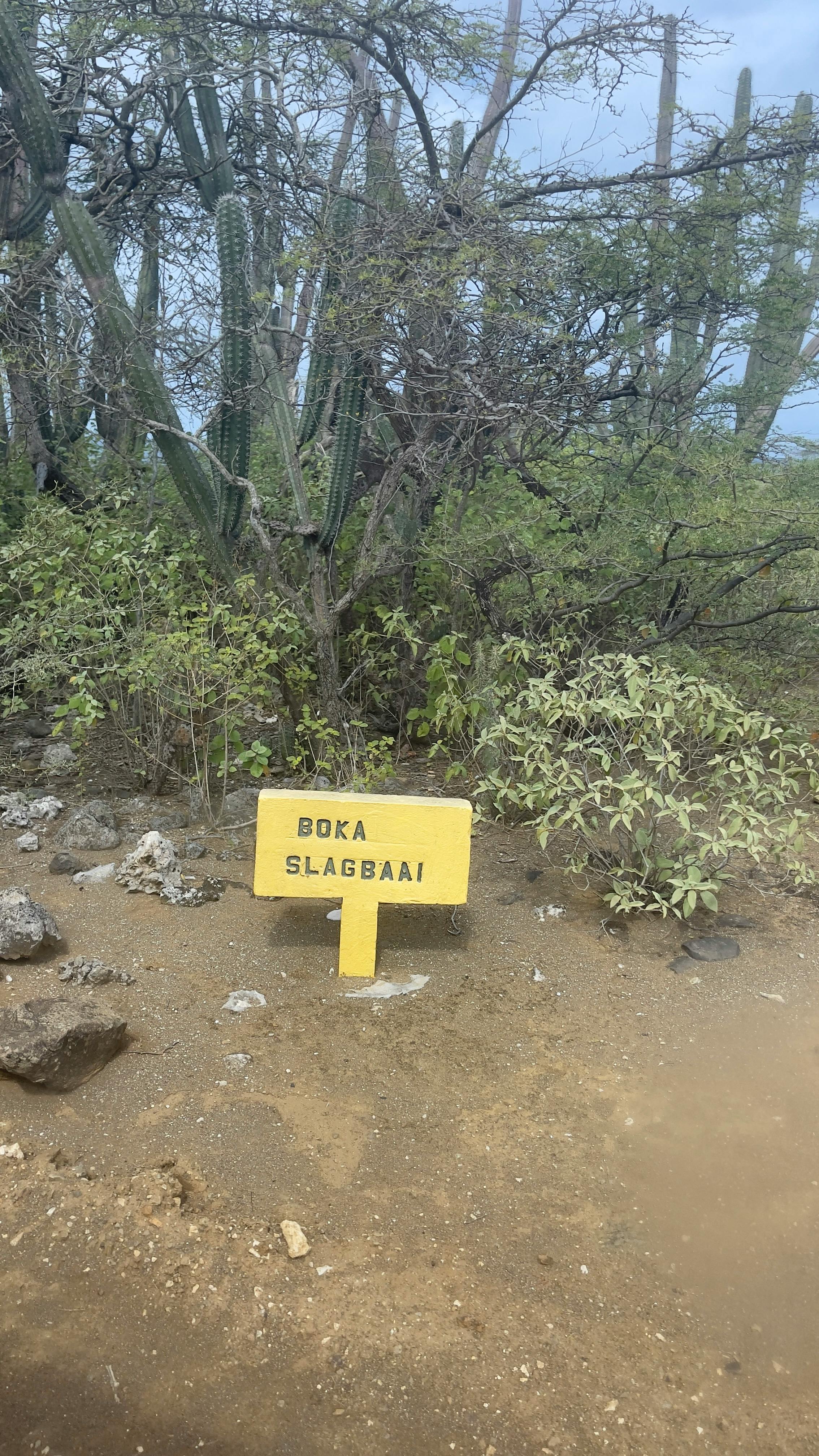 Dineke Van der Lei - 사진