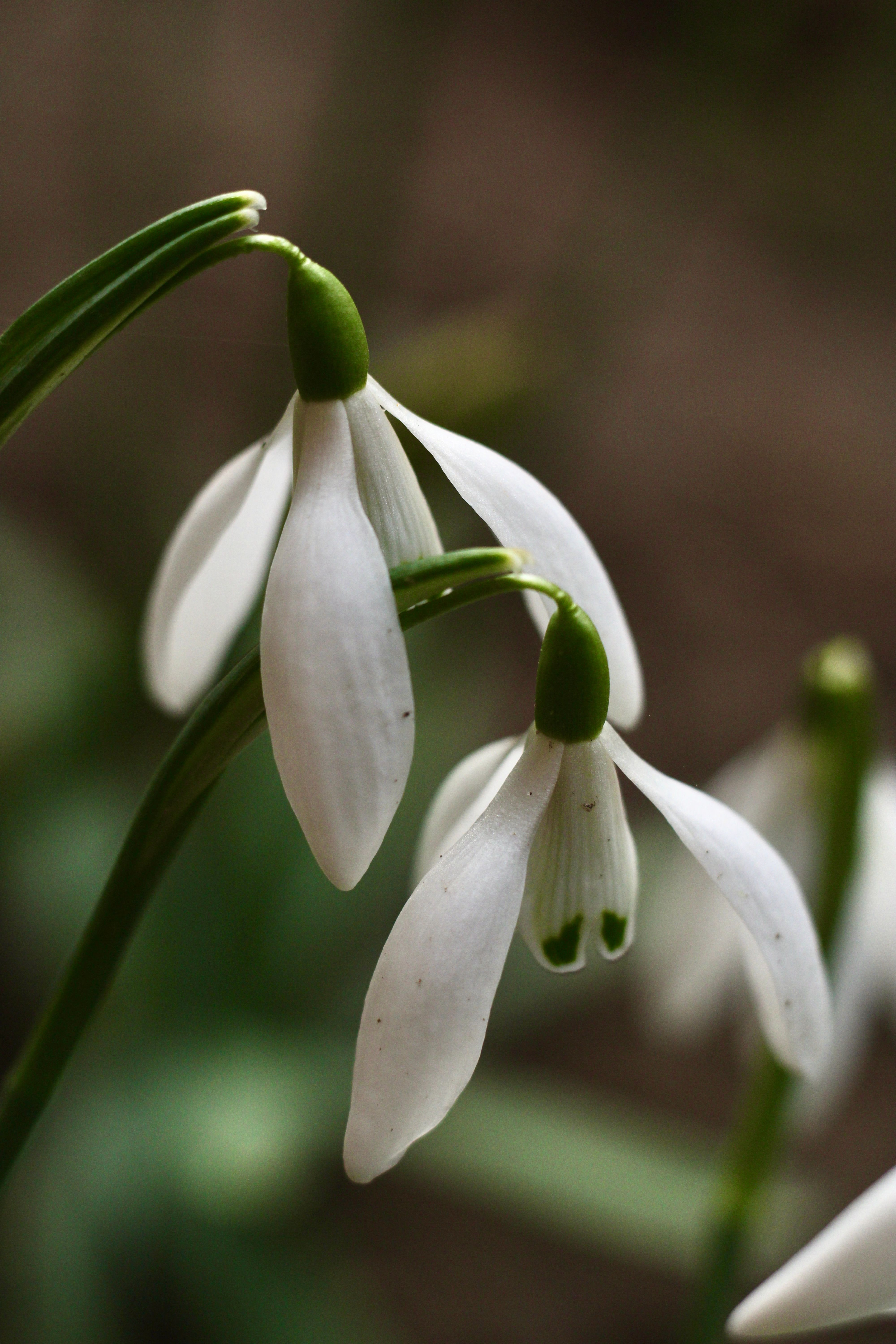 White Snowdrop Flower · Free Stock Photo