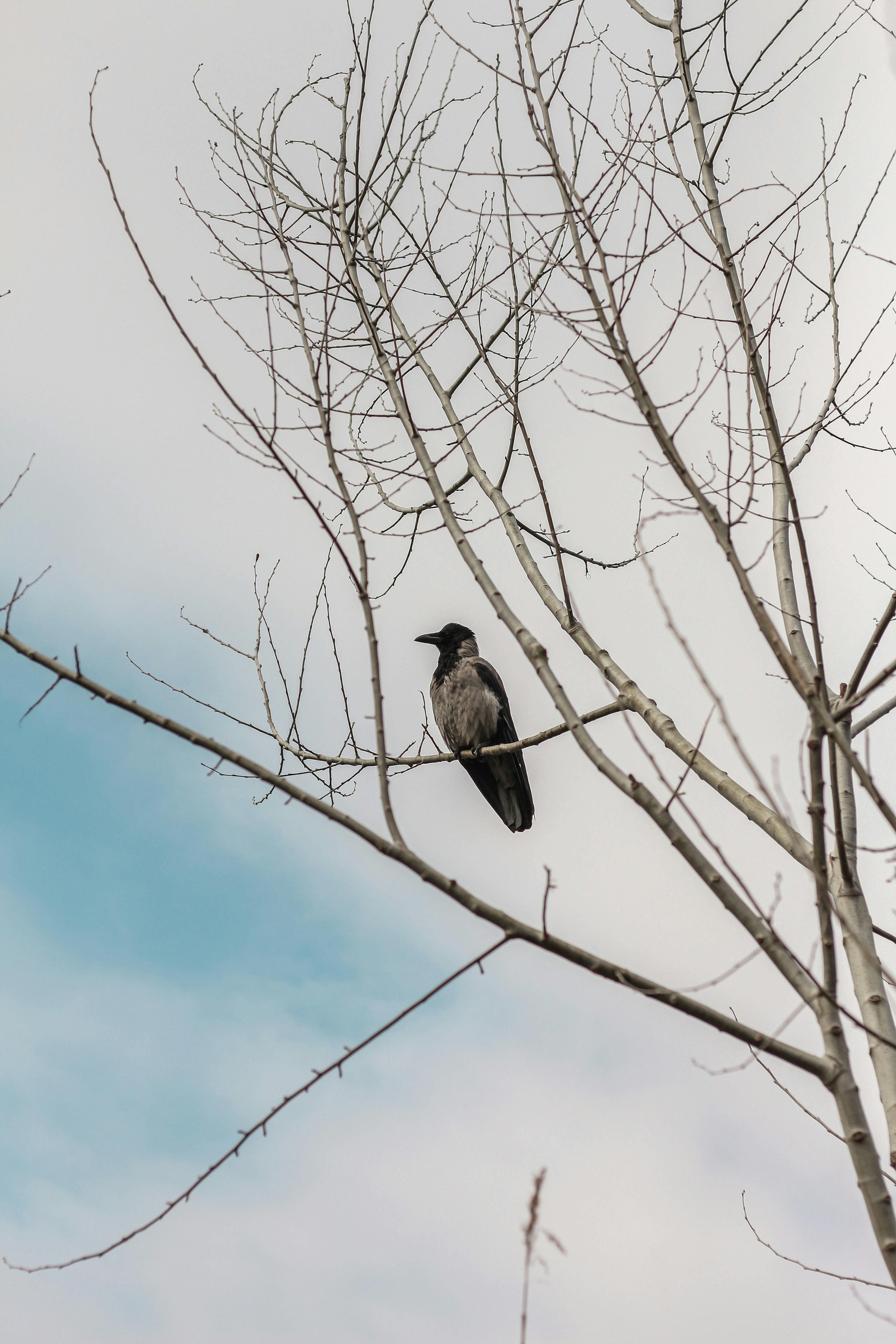 Black Bird Perching on Concrete Wall With Ocean Overview · Free Stock Photo