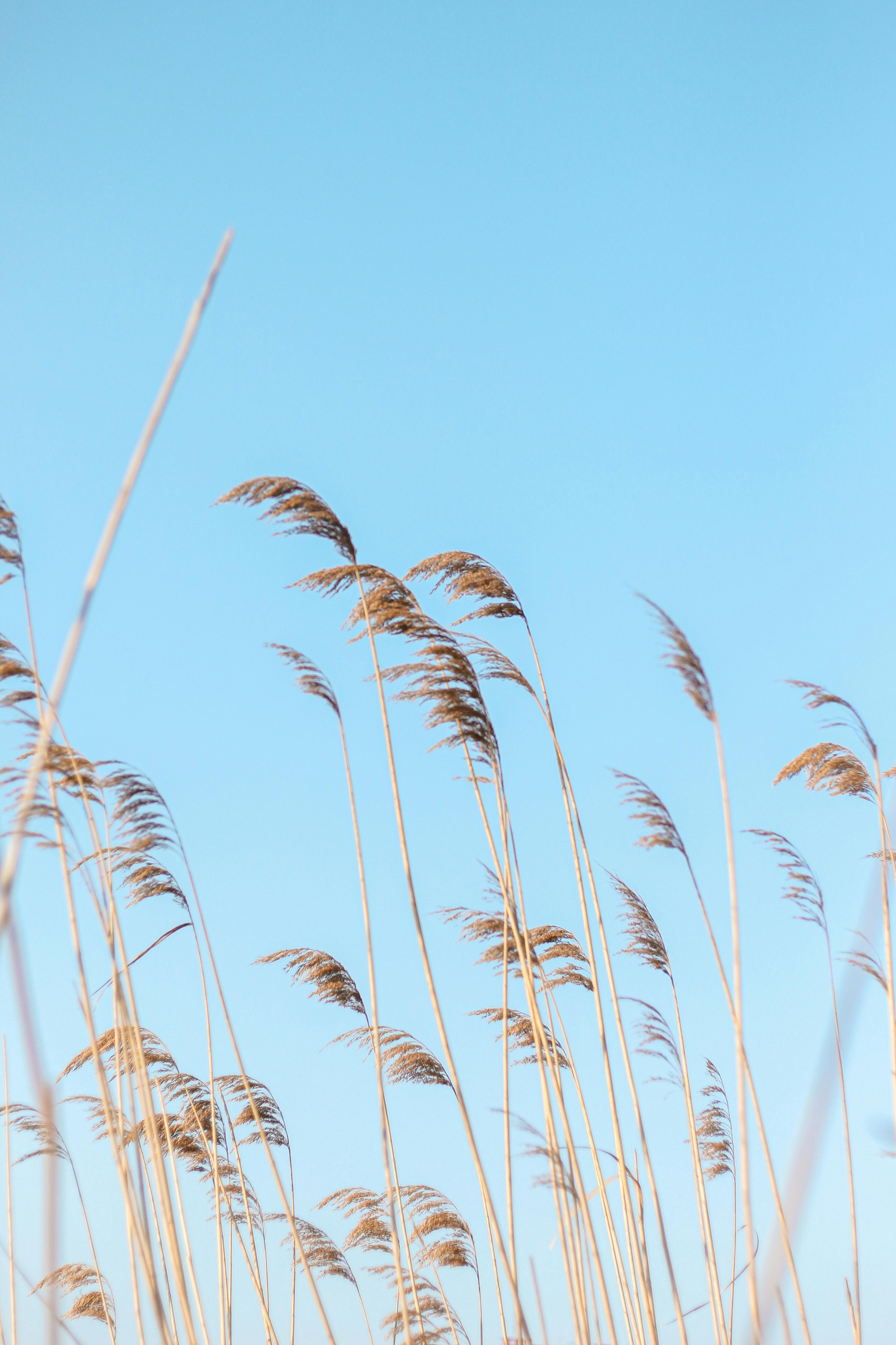Fluffy Spikes of Grass in Meadow · Free Stock Photo