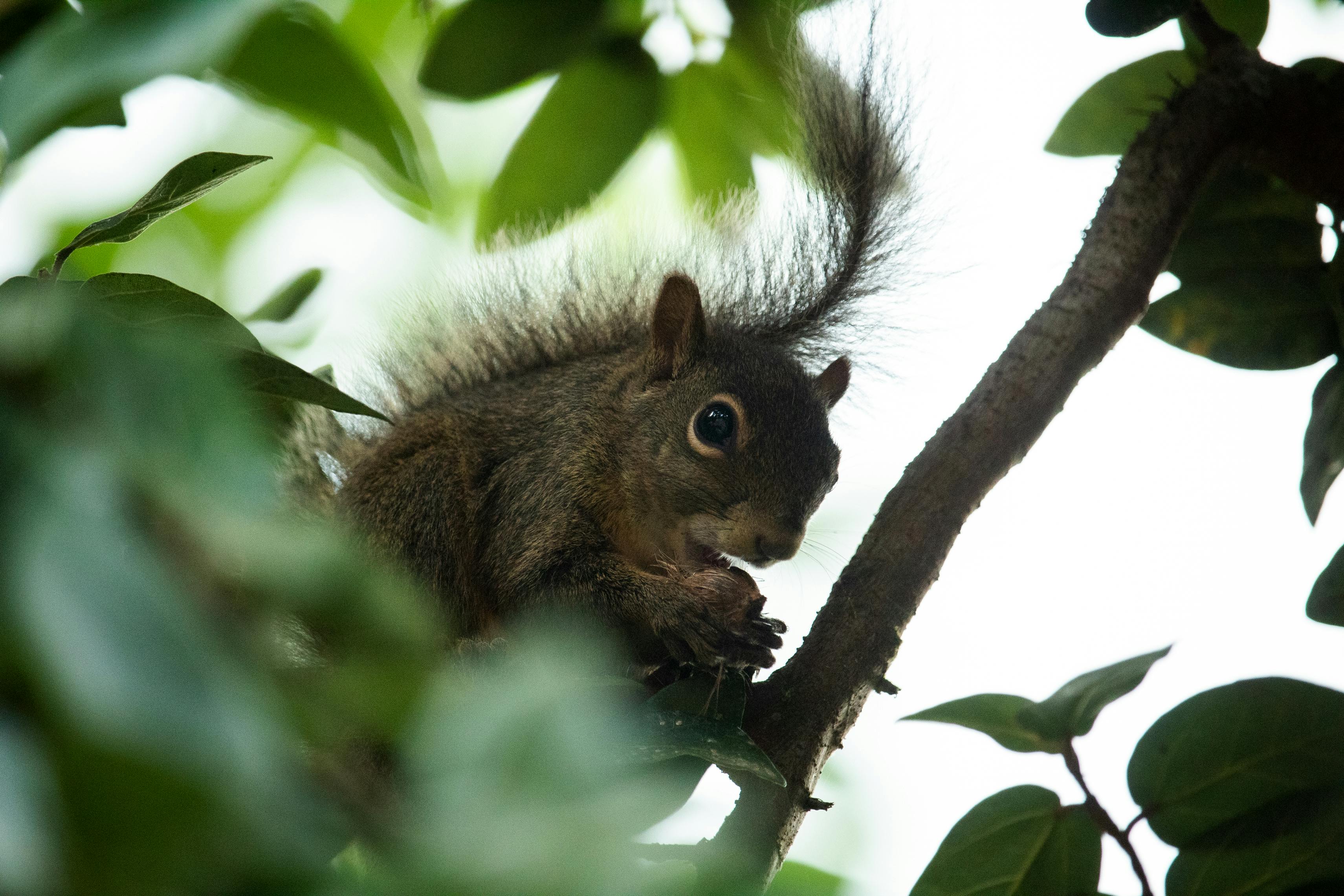 Free stock photo of animal pictures, animals in the wild, beauty in ...