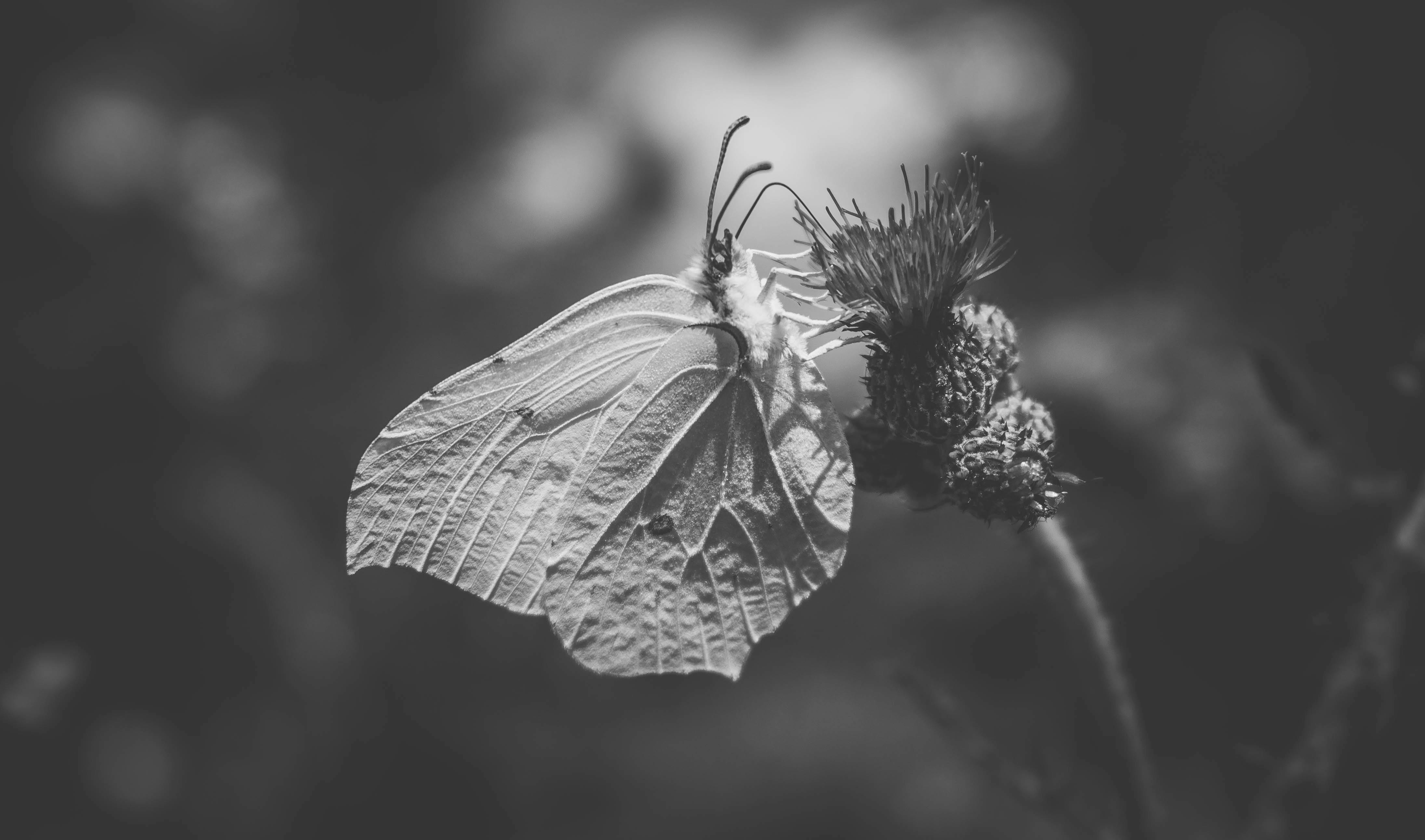 Grayscale Photo of Butterfly on Flower · Free Stock Photo