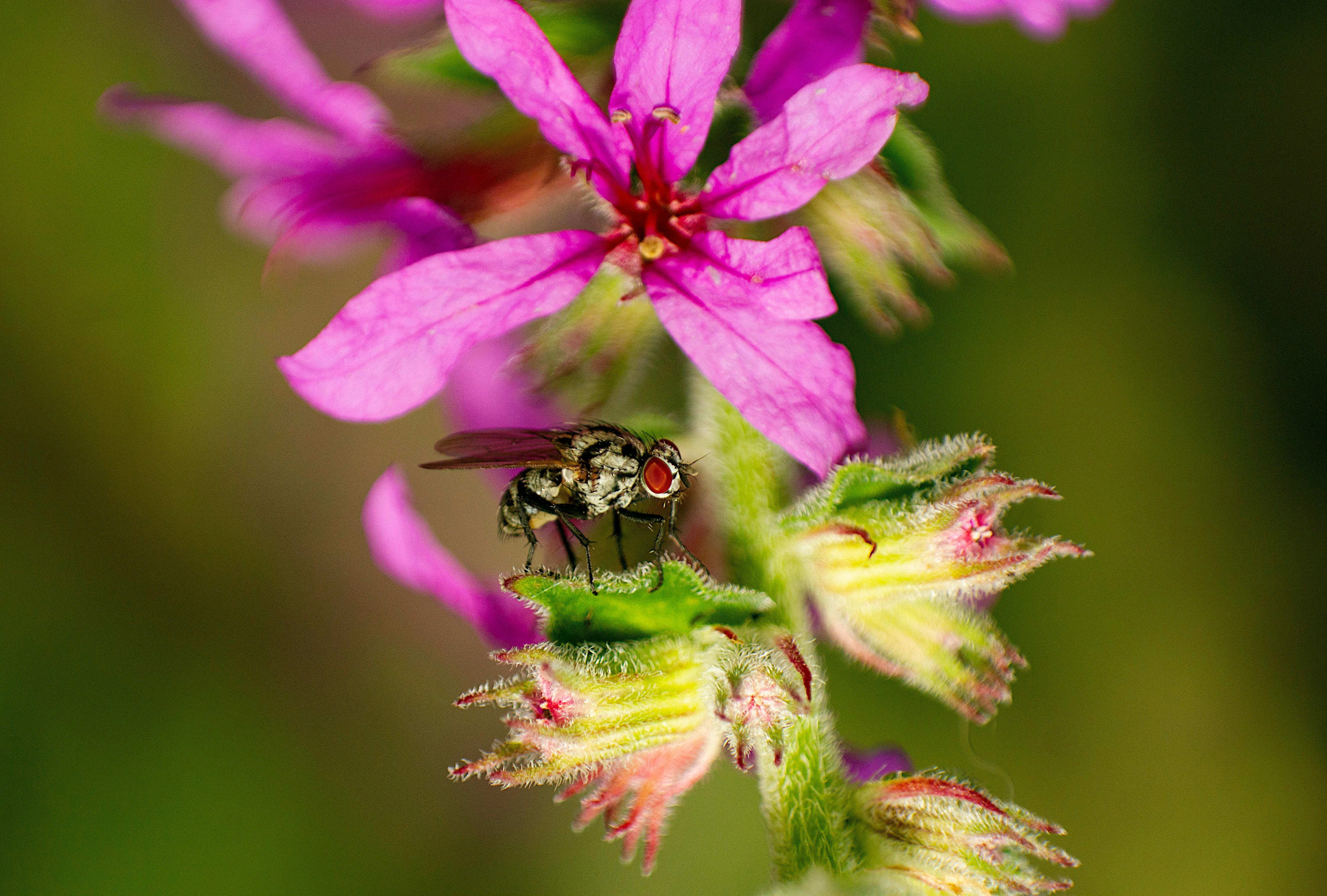 Black and Yellow Bee on Purple Flower · Free Stock Photo