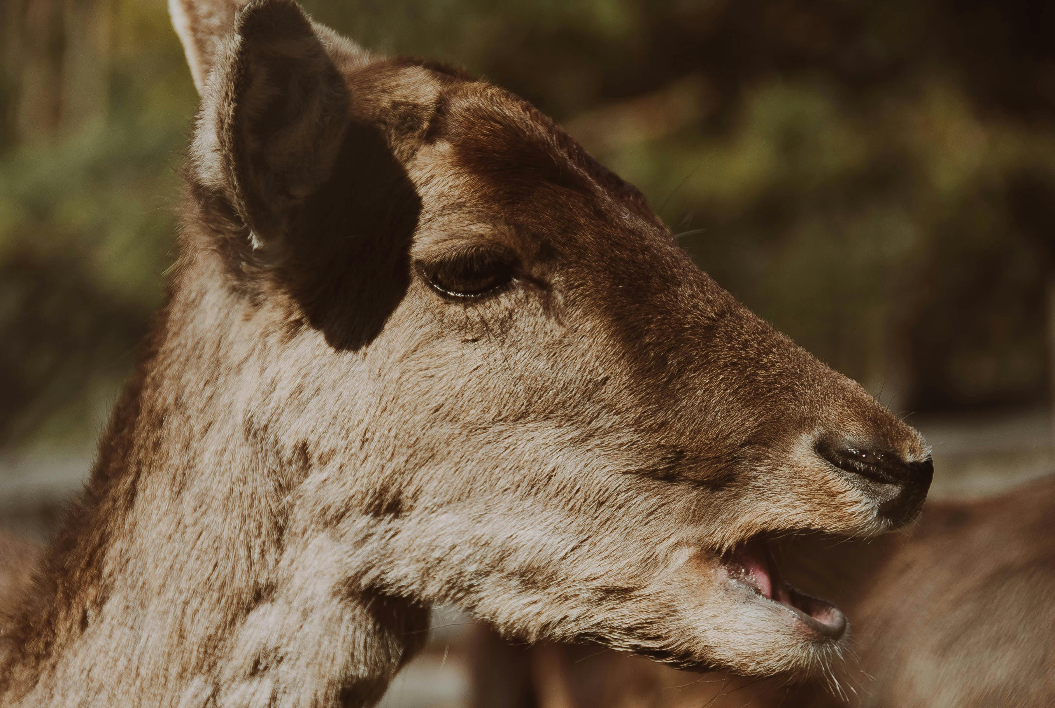 Baby roe deer standing and looking · Free Stock Photo