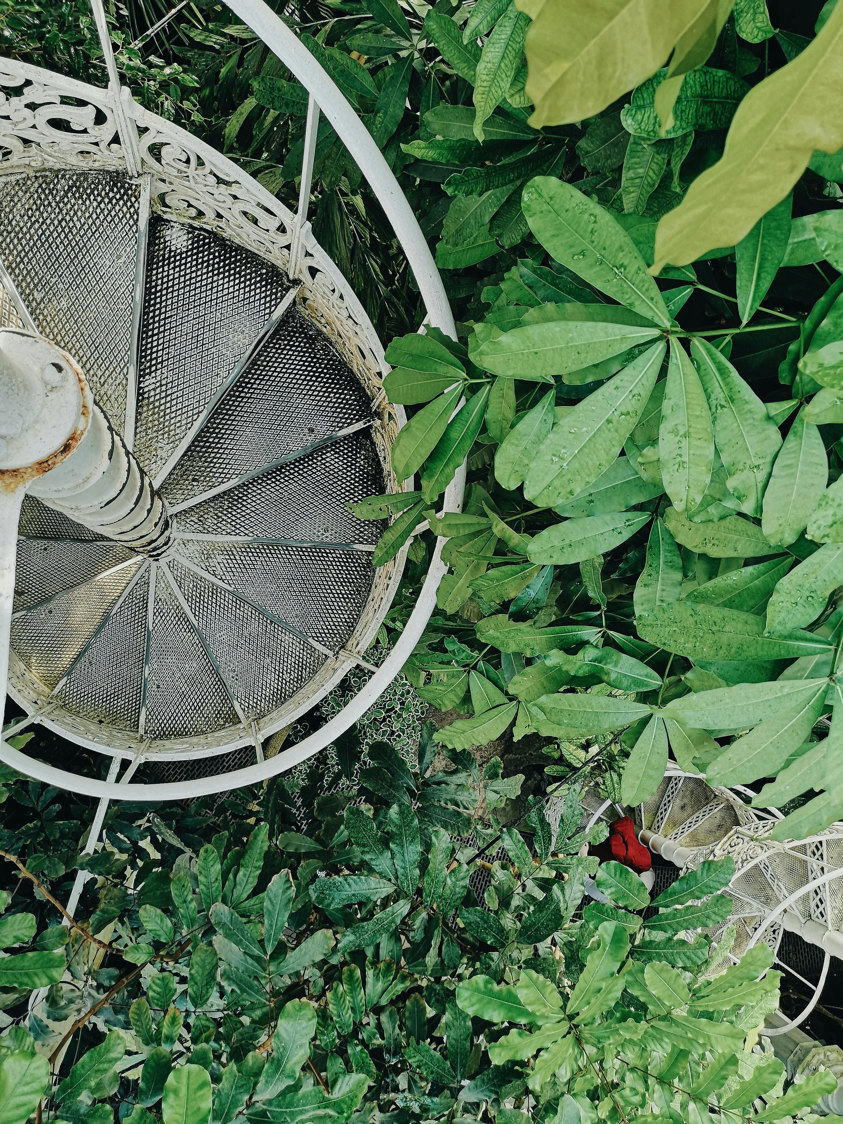 Dimensional Plants Photos, Download The BEST Free Dimensional Plants ...