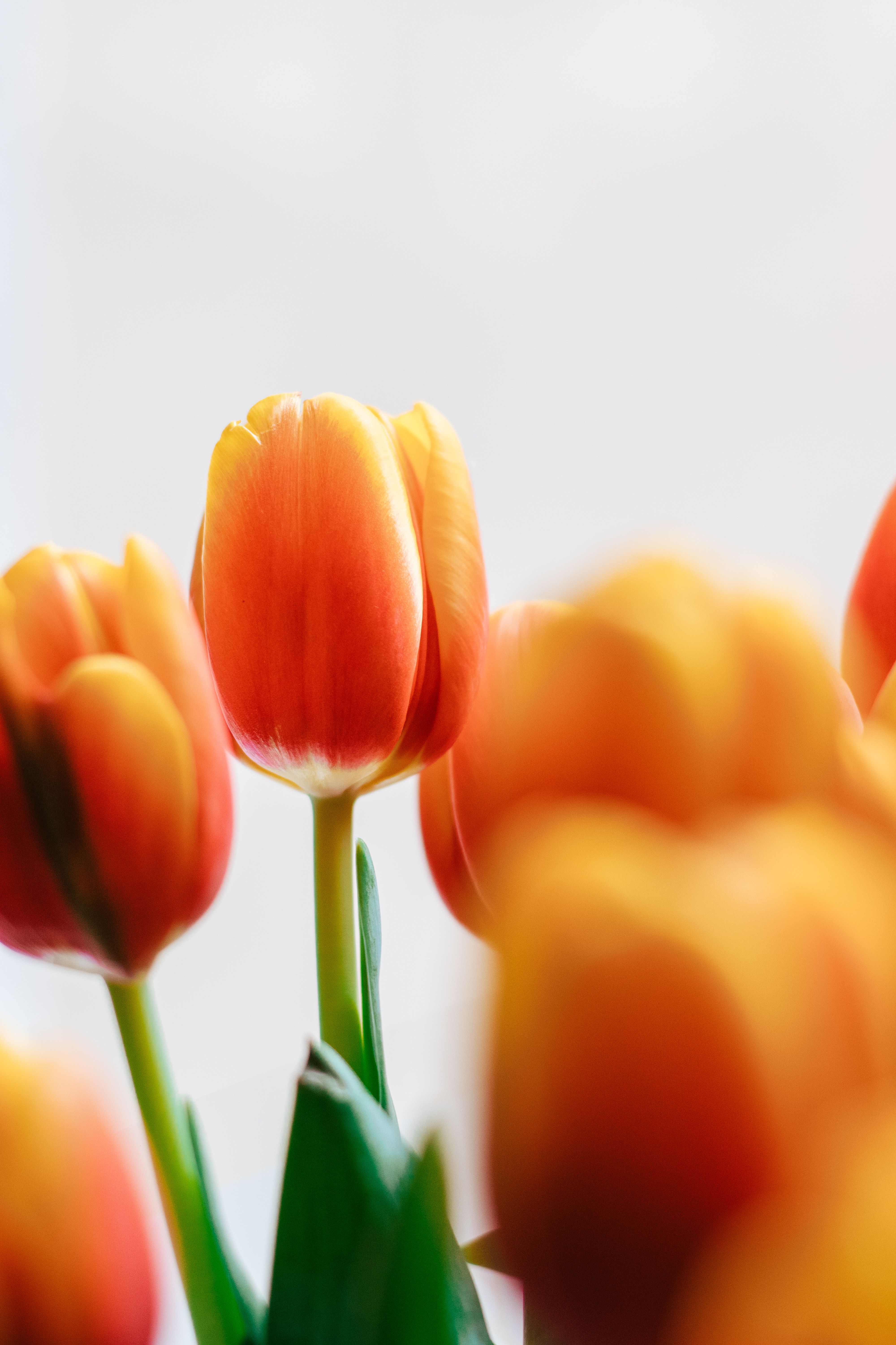 Yellow Tulips in Close Up Photography · Free Stock Photo
