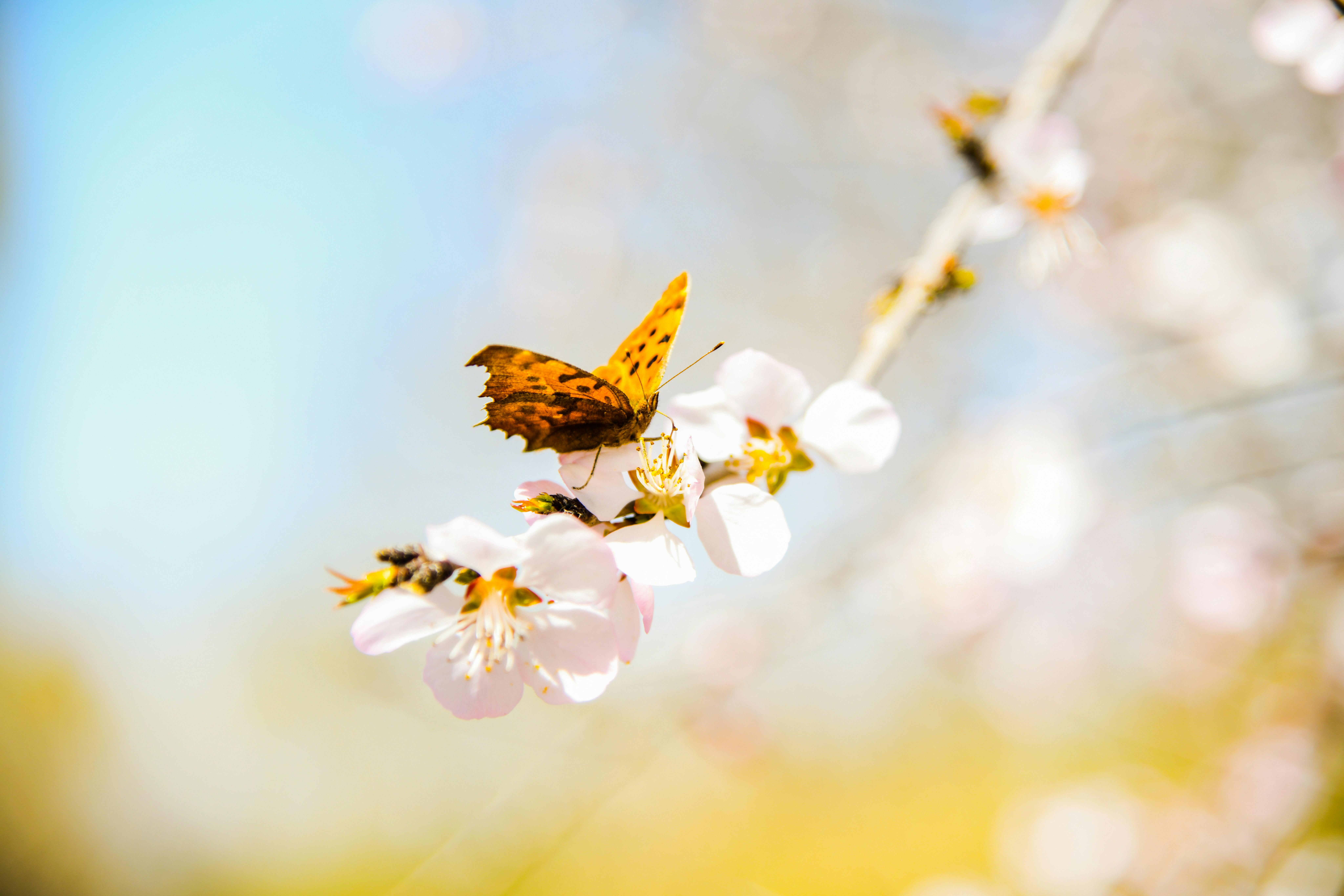Close-up of a Butterfly on White Flowers · Free Stock Photo